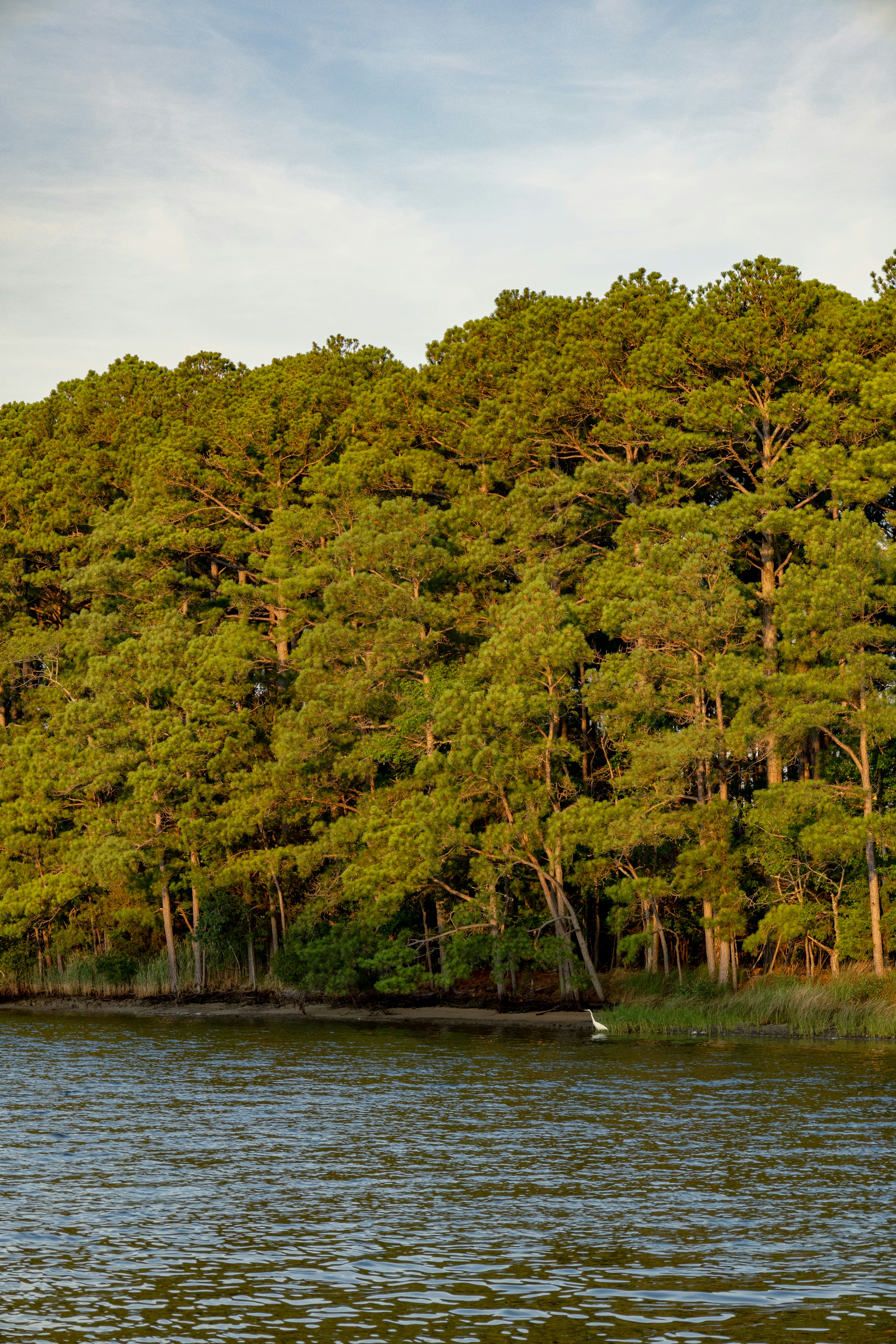 Golden Pines Over a Quiet Riverside