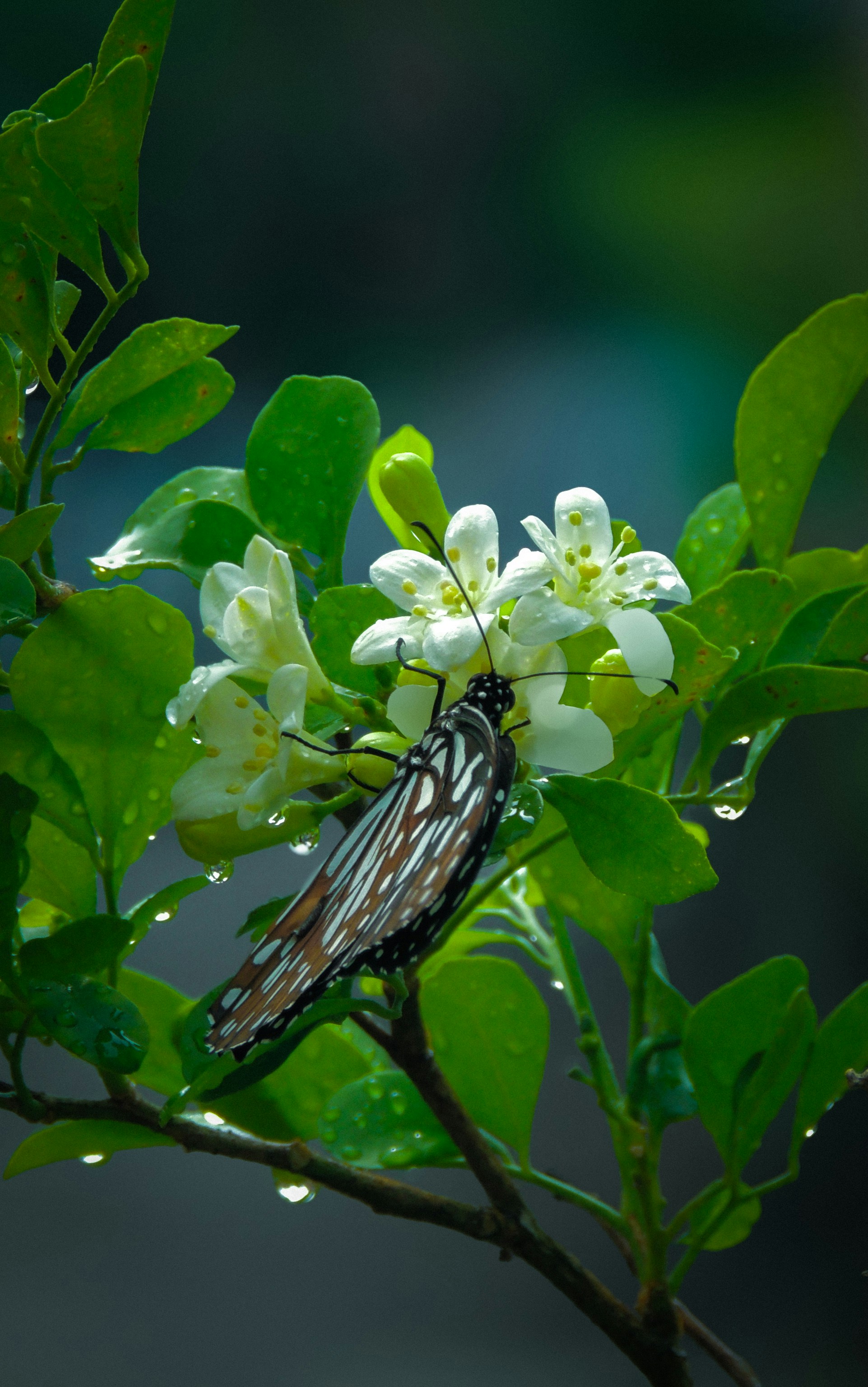 Whispering Wings on White Bloom: A Black-and-White Butterfly Among Spring Leaves
