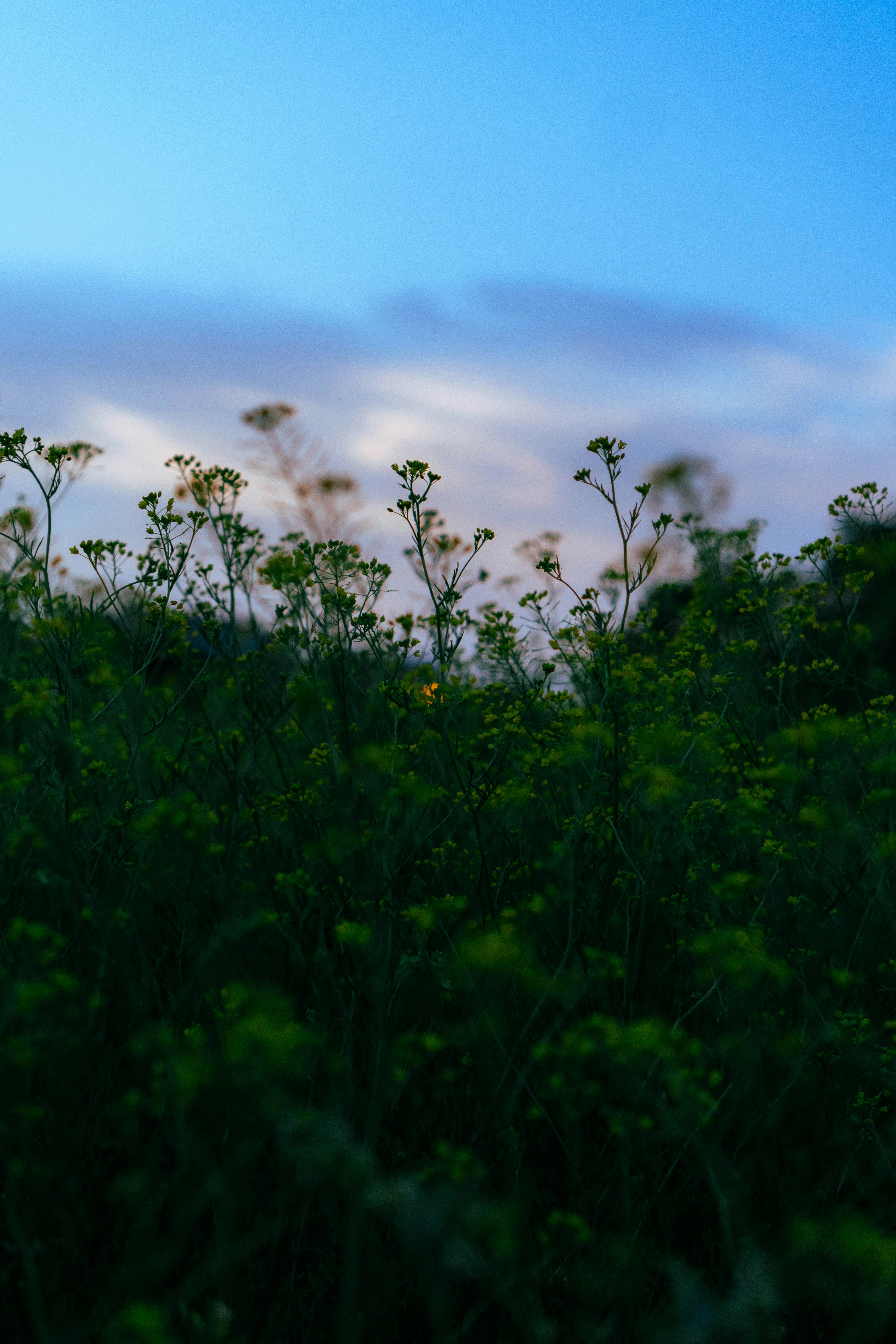 Dawn on a Field of Delicate Wildflowers