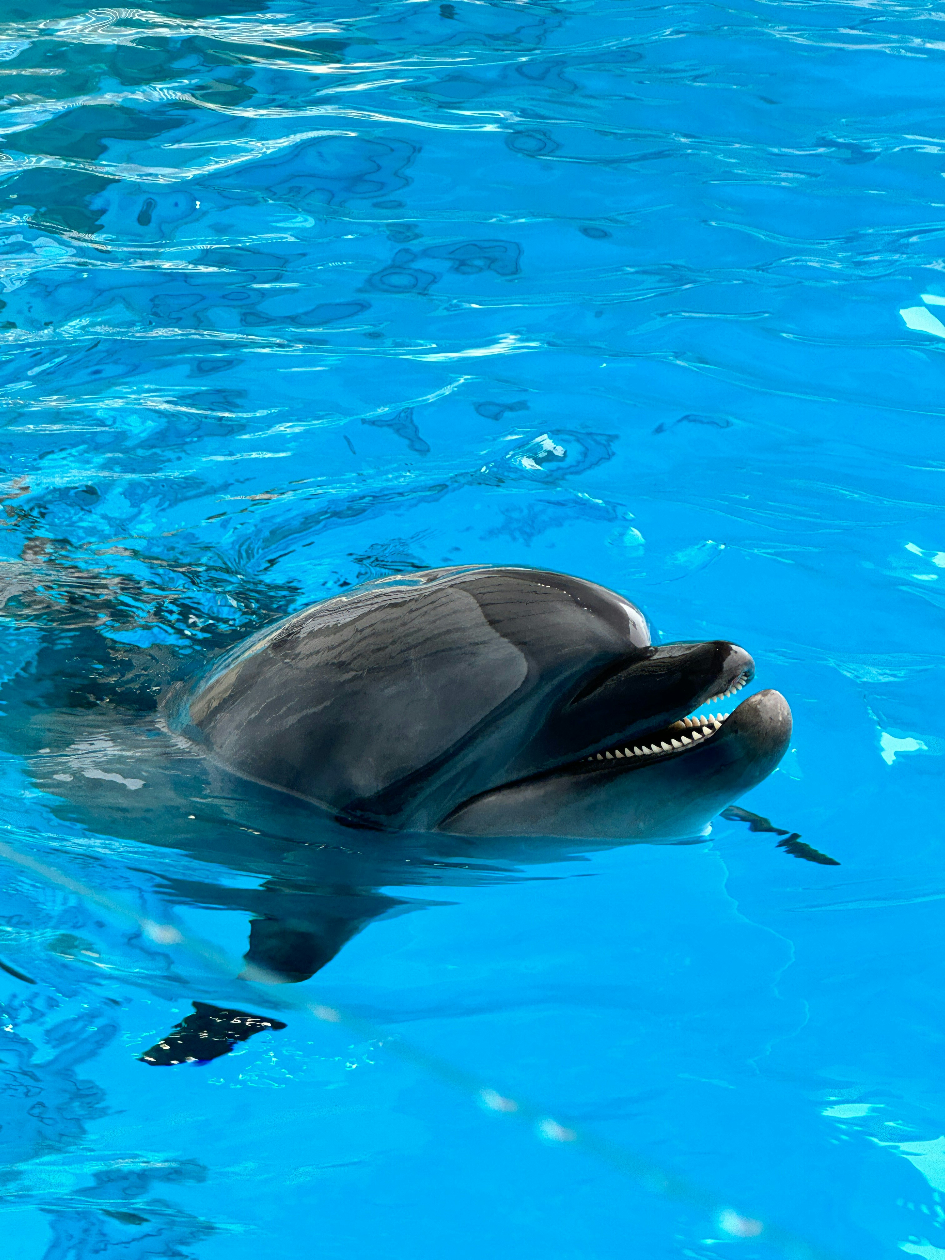 Cerulean Encounter: a Dolphin's Smile in a Sunlit Pool
