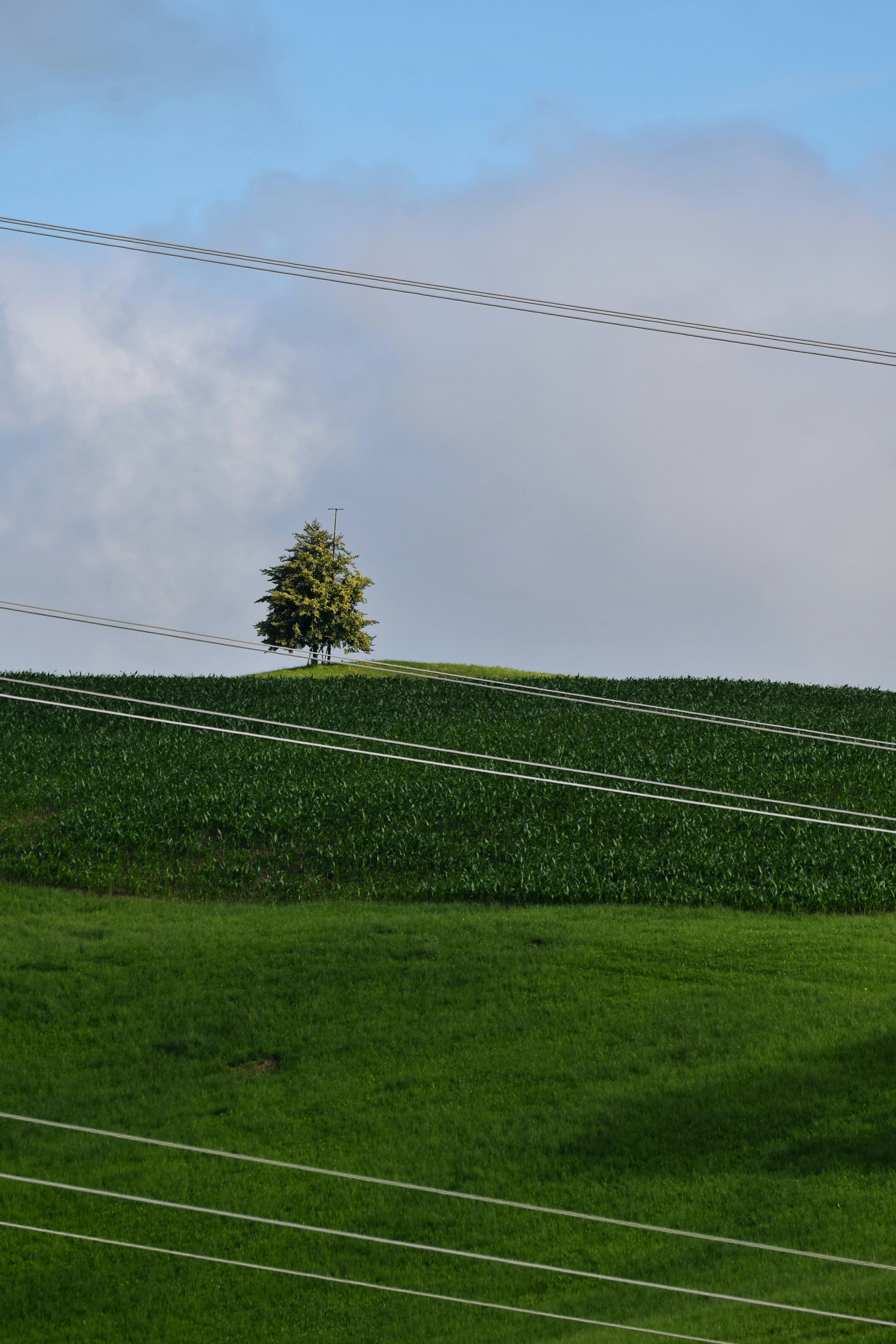 Crestline Solitude: A Lone Tree Framed by Crisscrossing Wires