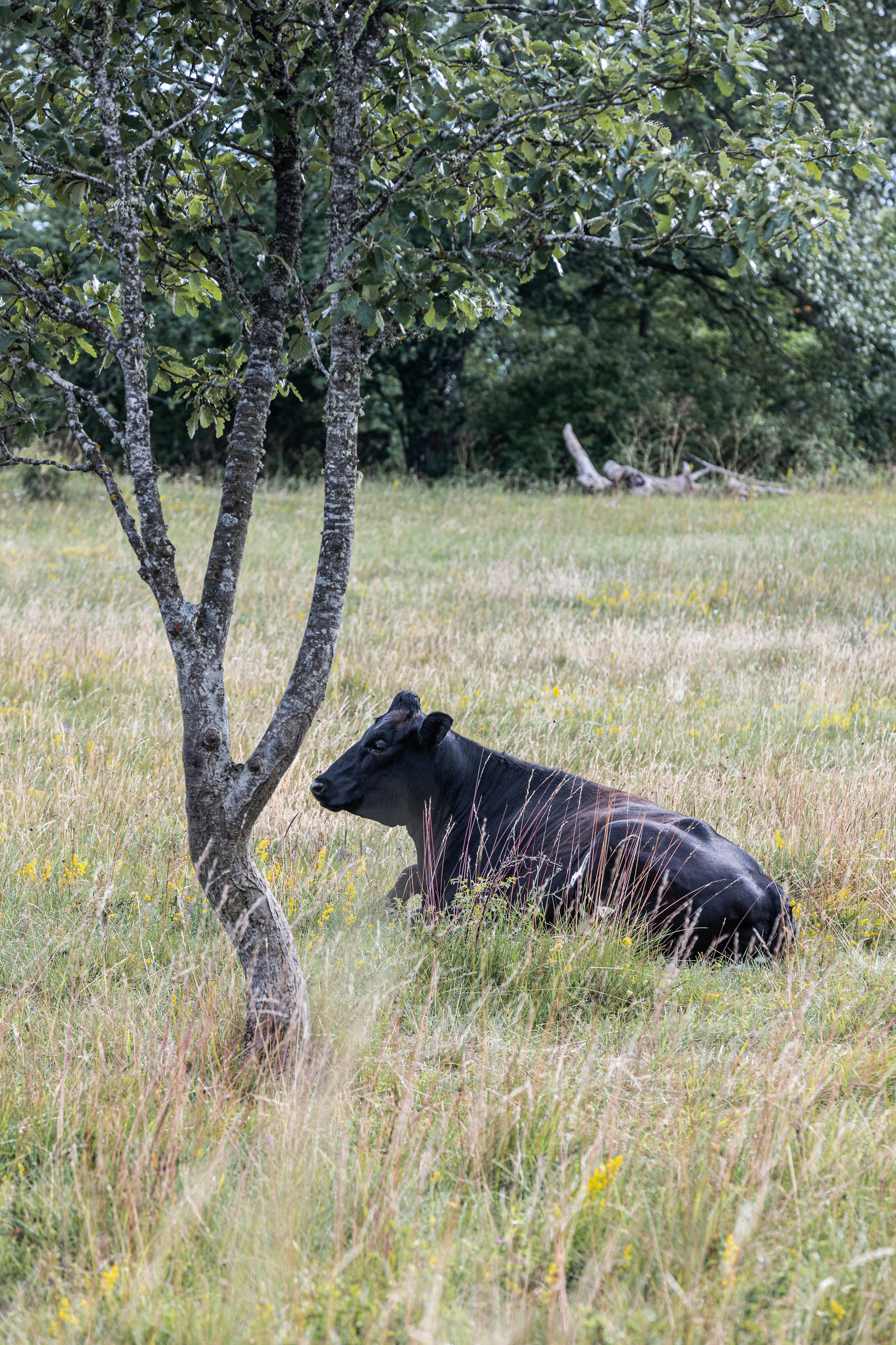 A black cow resting peacefully in a grassy field near a tree, surrounded by lush greenery.
