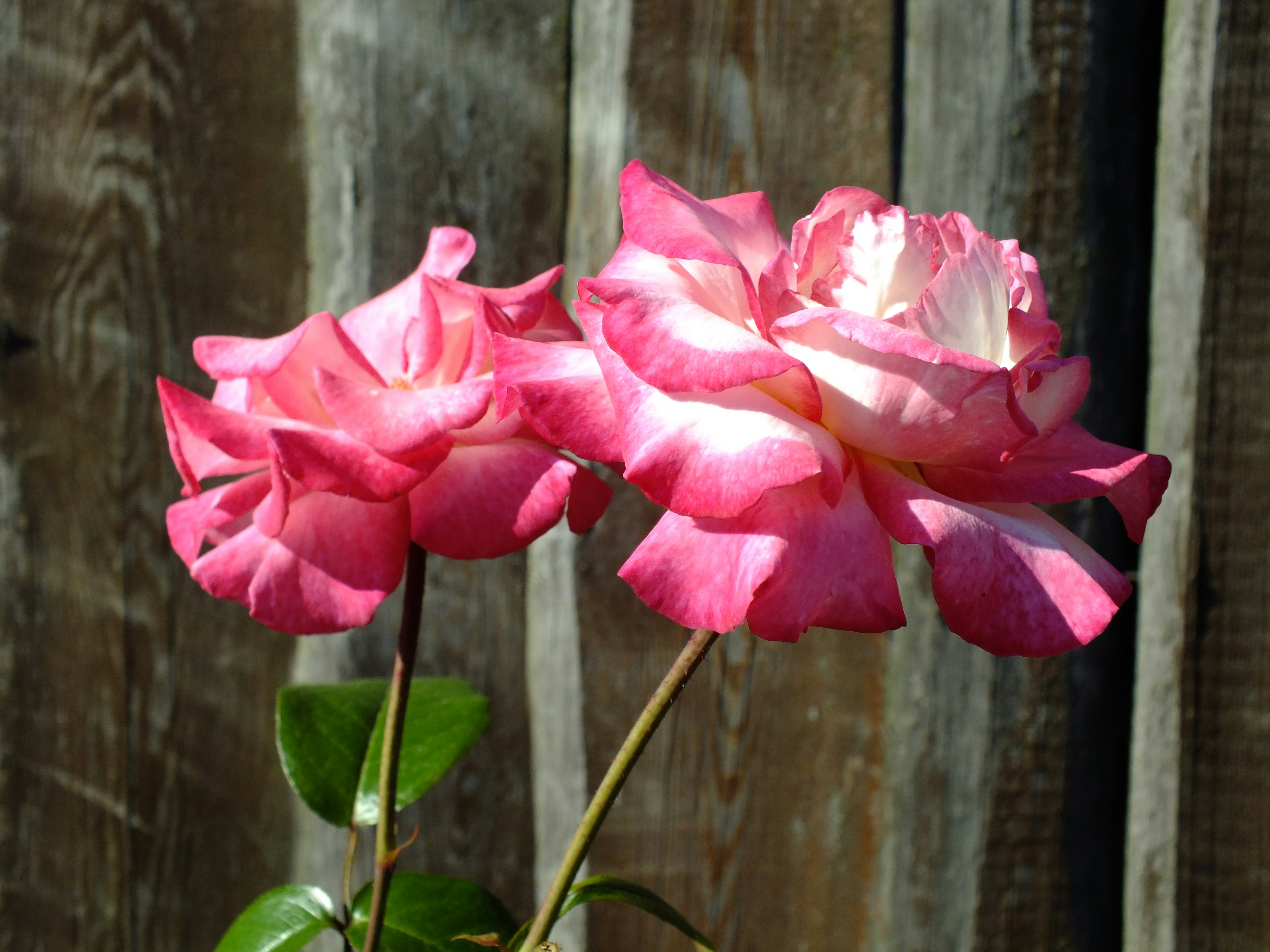 Pink and white roses illuminated by sunlight with a wooden fence backdrop.