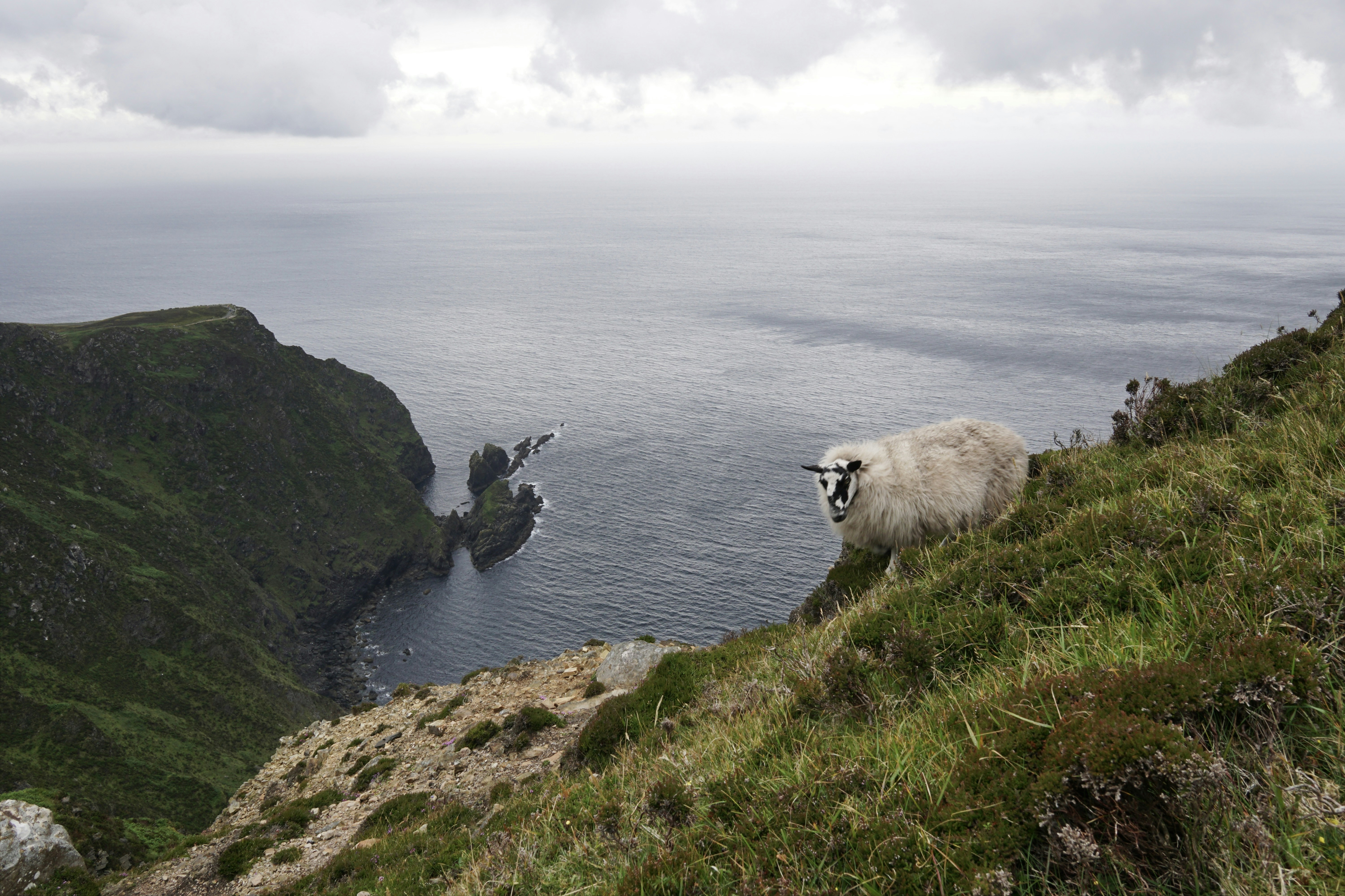 Solitary Ewe on Windswept Cliffs Over the Atlantic