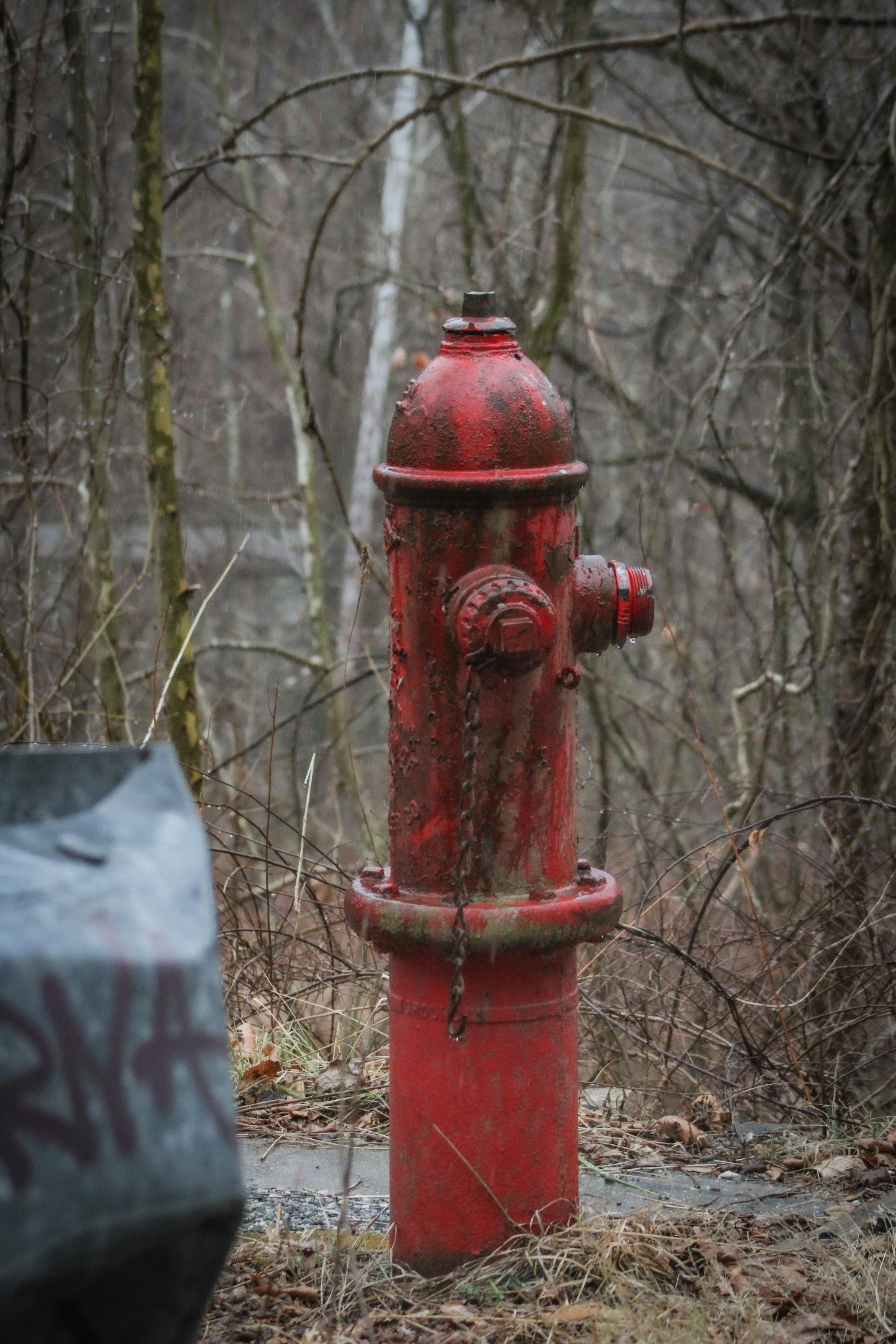 Crimson Hydrant Guarding a Mossy Forest Path