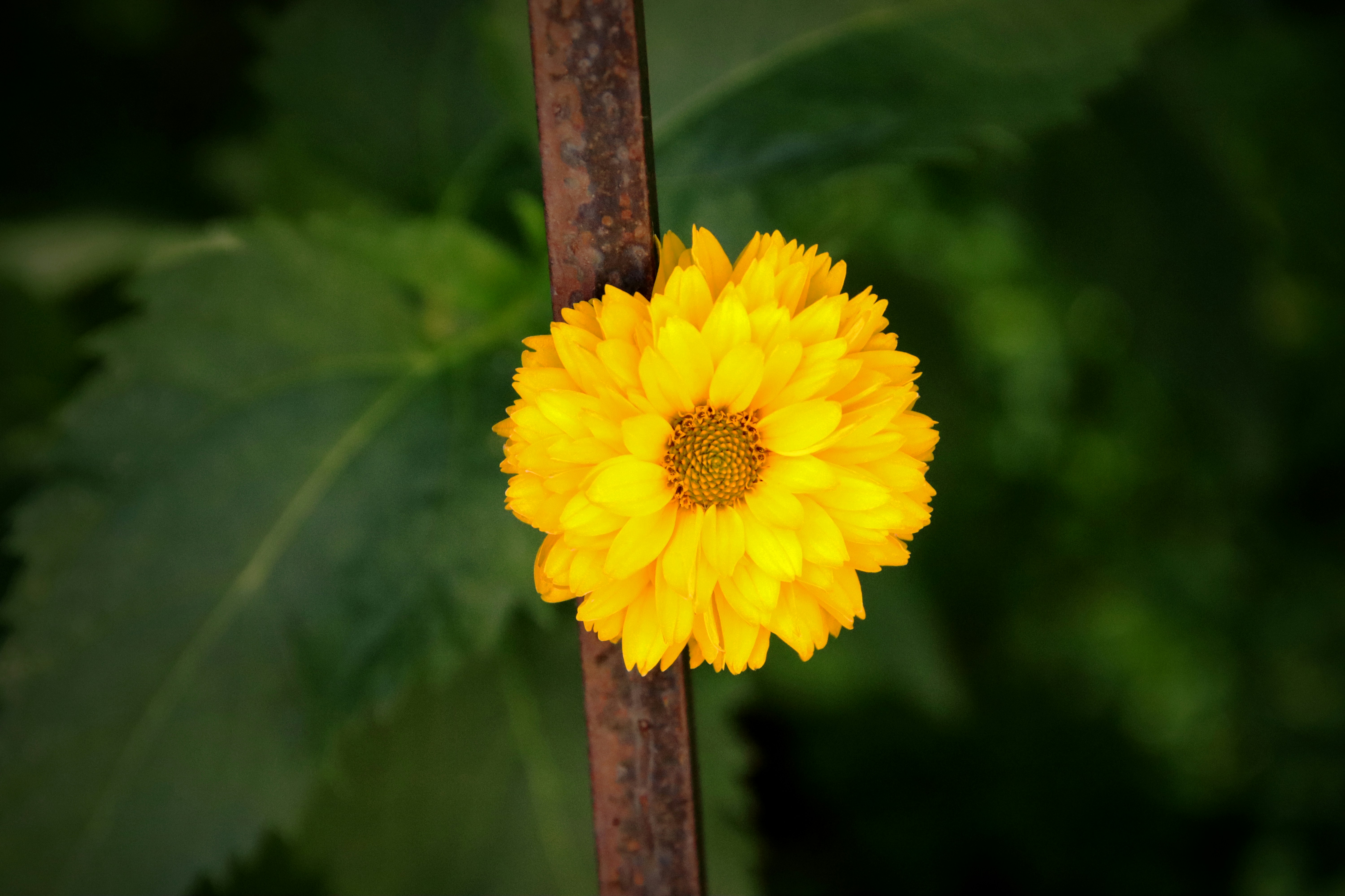 Golden Bloom Framed by Rust: A Quiet Contrast of Color and Material