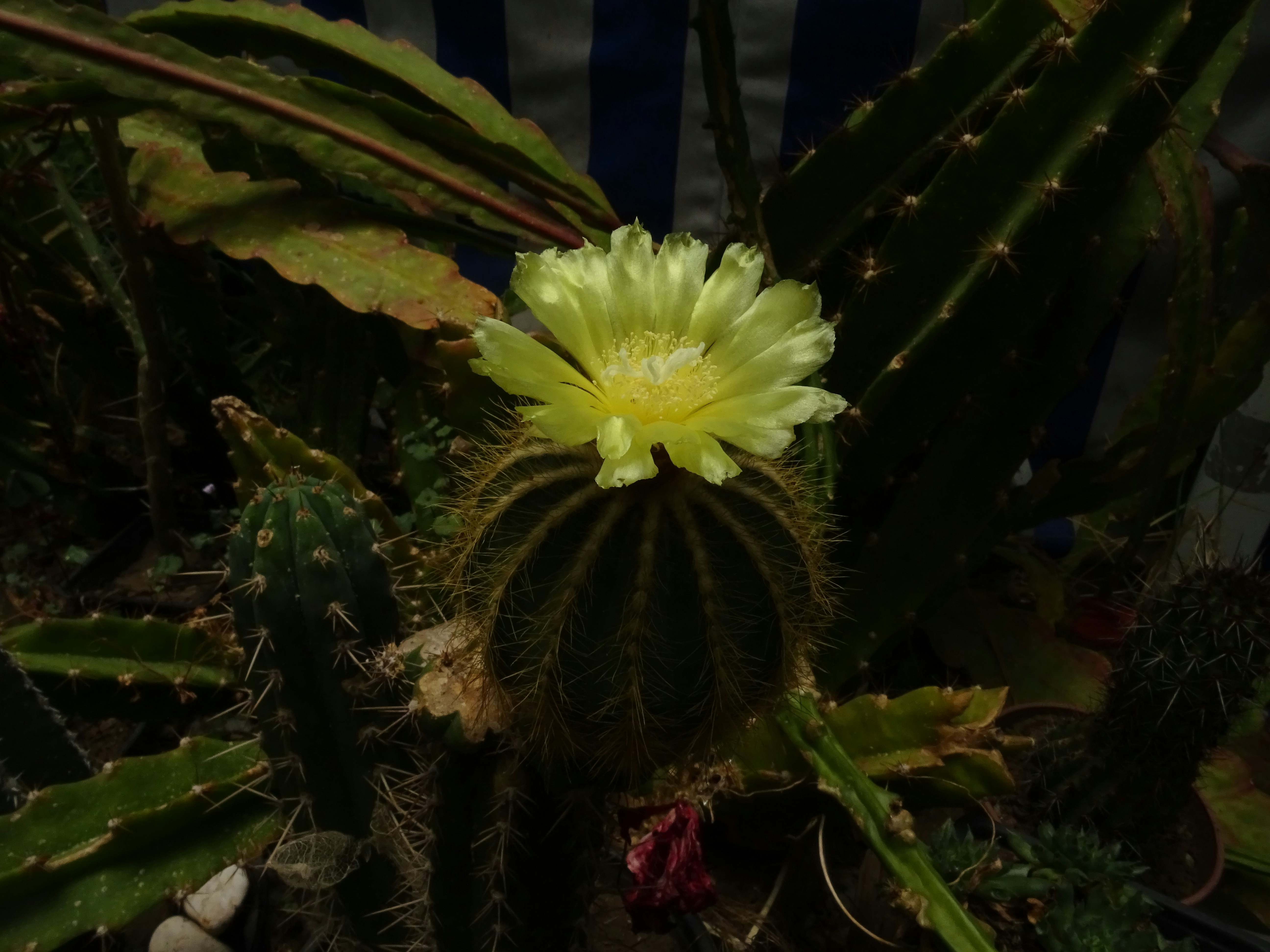 Close-up of a pale yellow cactus flower perched atop a ribbed barrel cactus amid a cluster of succulents.