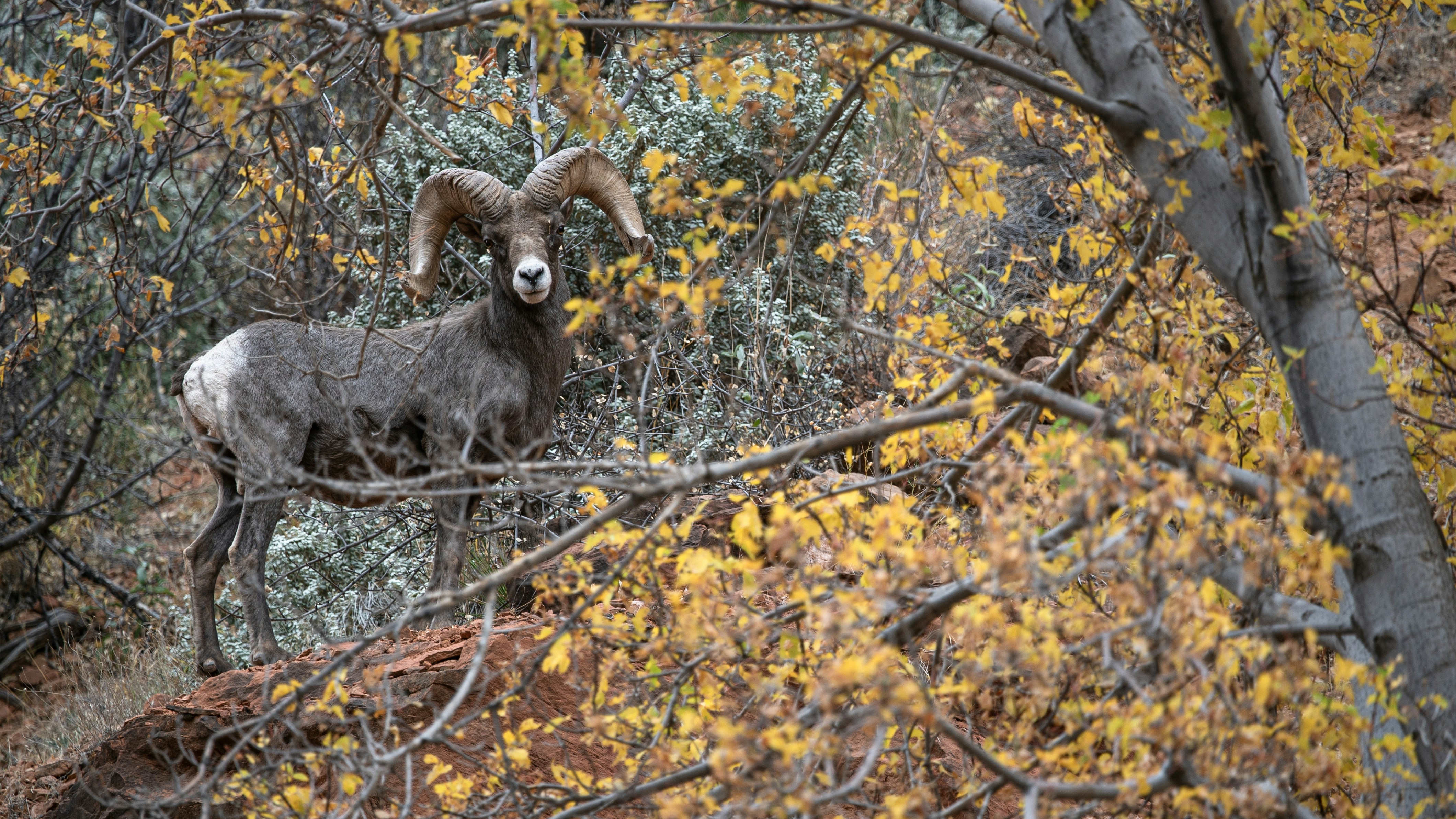 Bighorn Sheep staring contest in Zion National Park, Utah, United States