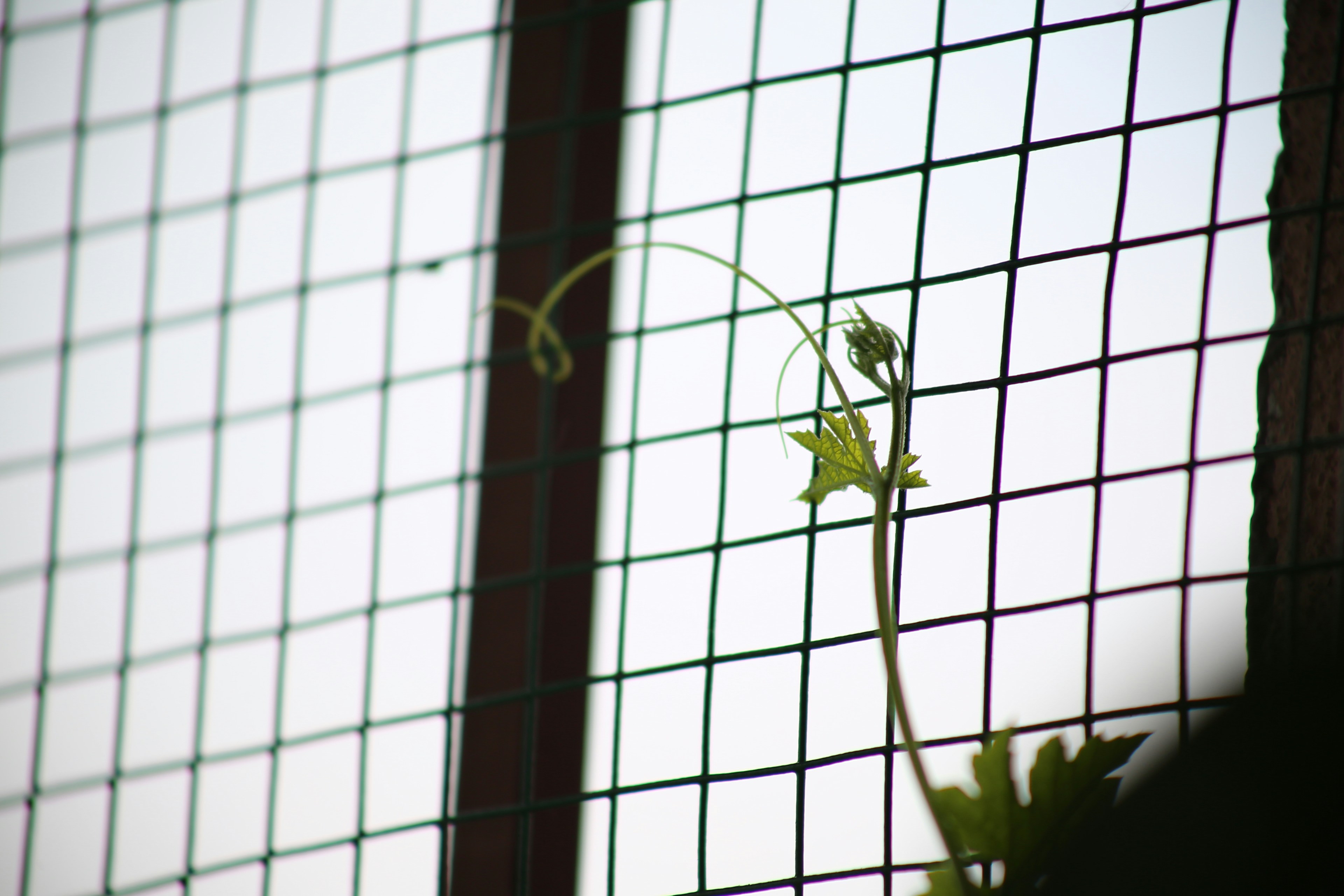 A plant is growing through a wire fence photo – Free Cheras Image on ...