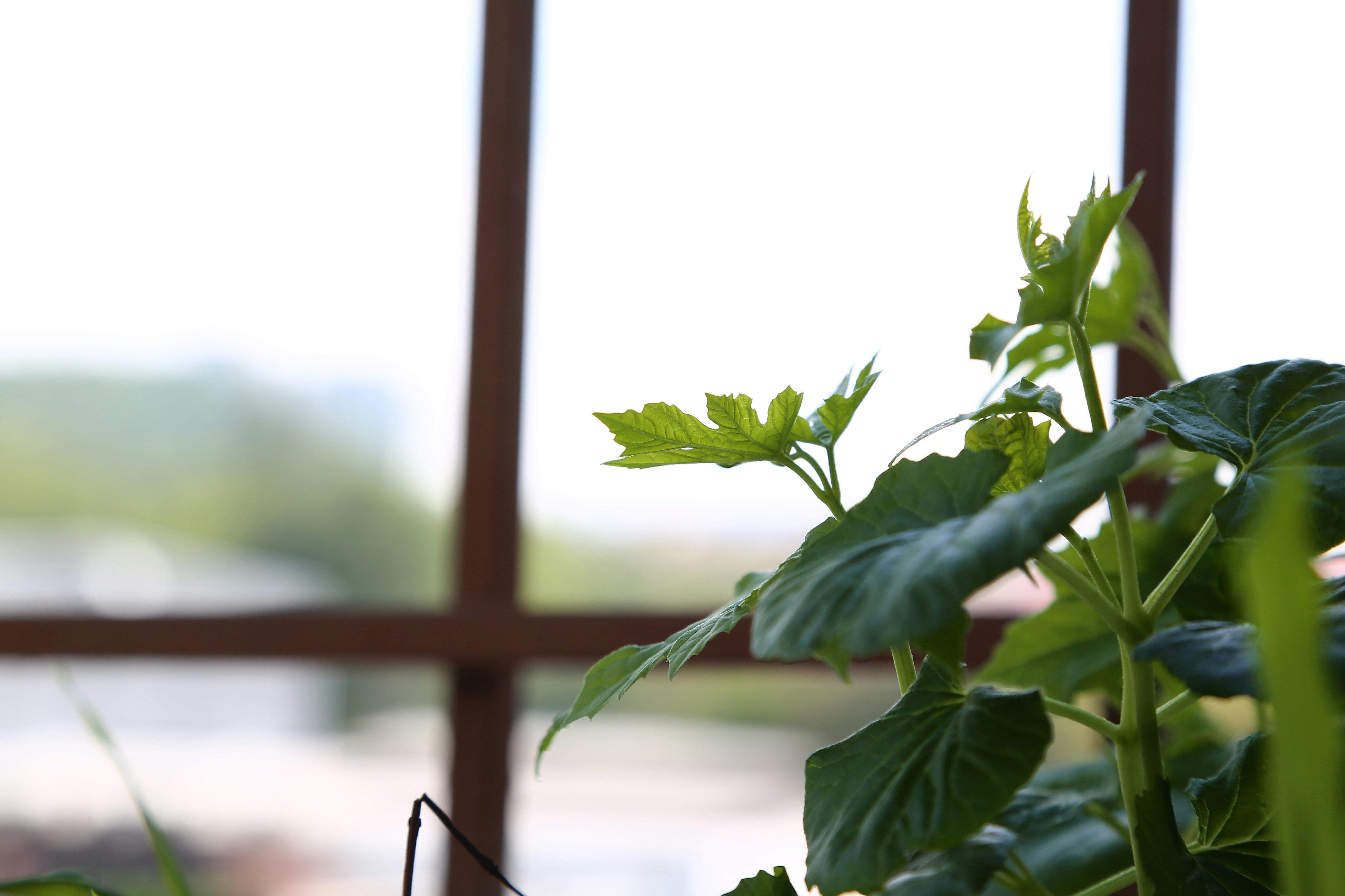Close-up of vegetable plant leaves with a blurred urban backdrop.