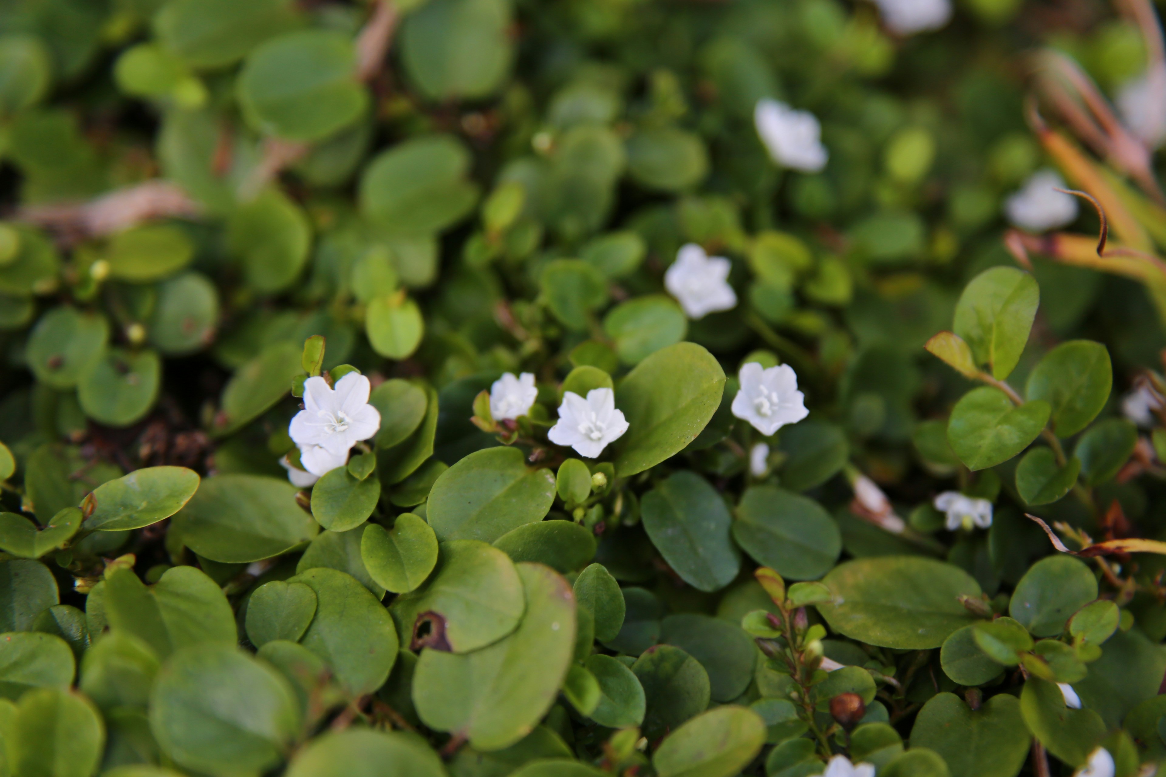 Selective focus on a small flower against a background of blurred green leaves