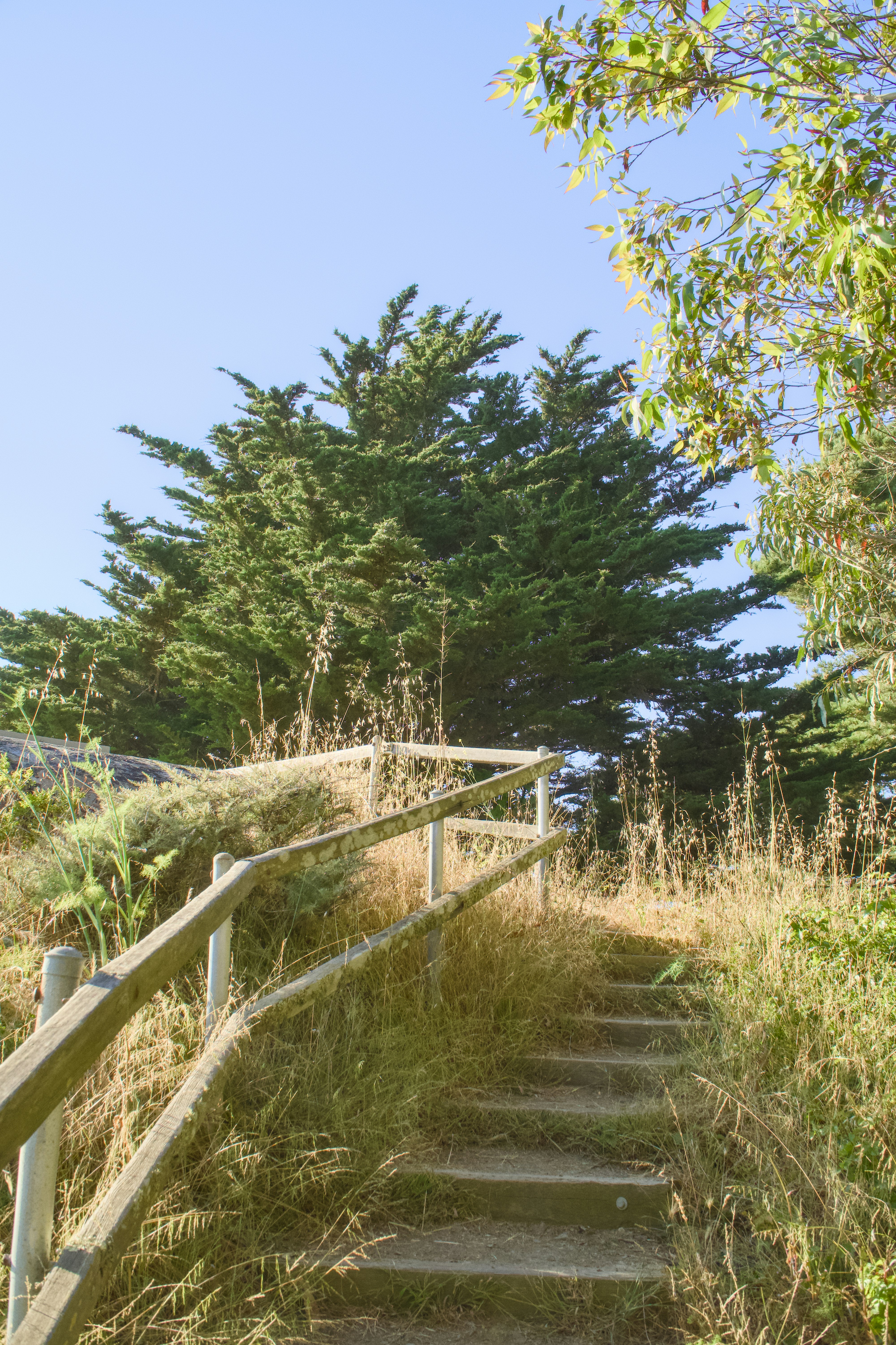 Sunlit Staircase through Tall Grasses Toward a Pine Canopy