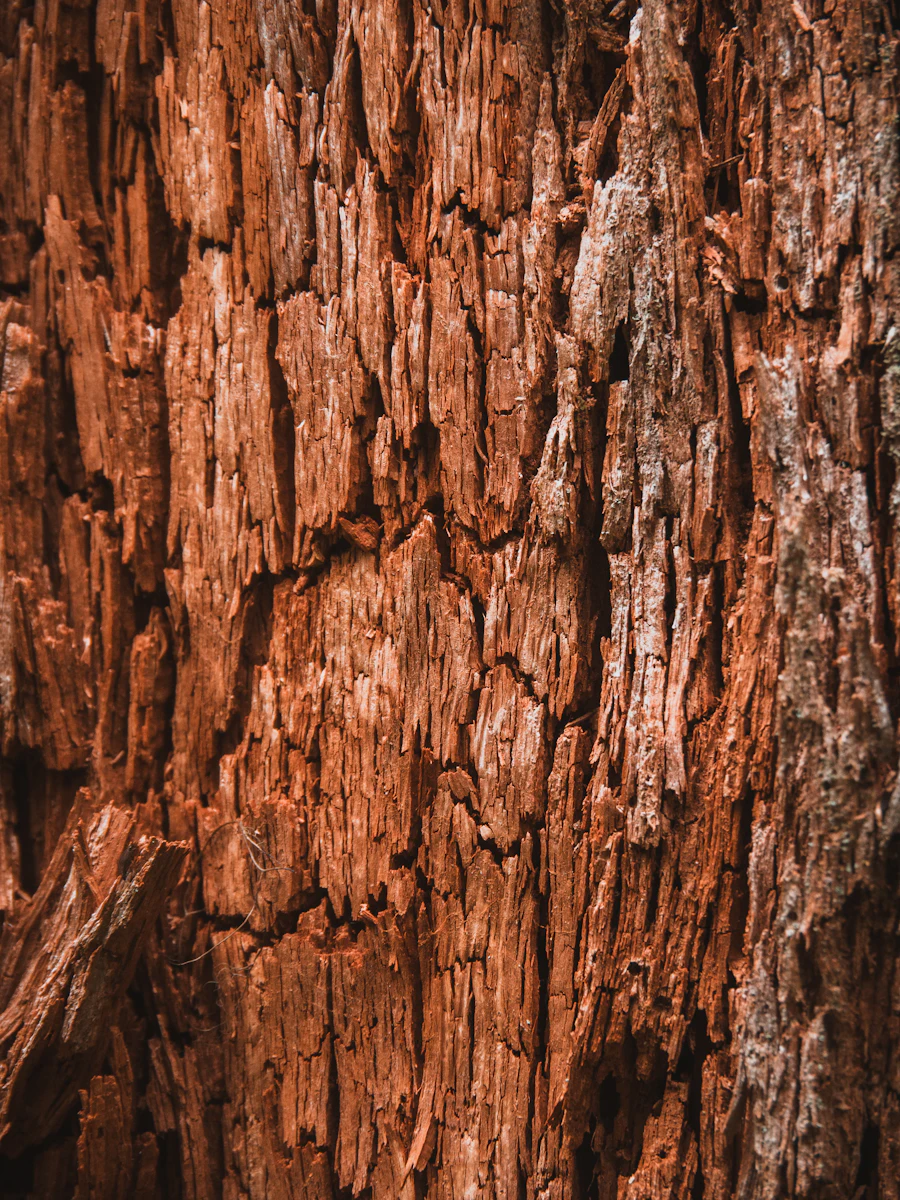 Close-up of rough tree bark with layered, splintered texture in warm reddish-brown tones. Fine cracks and peeling ridges fill the frame.