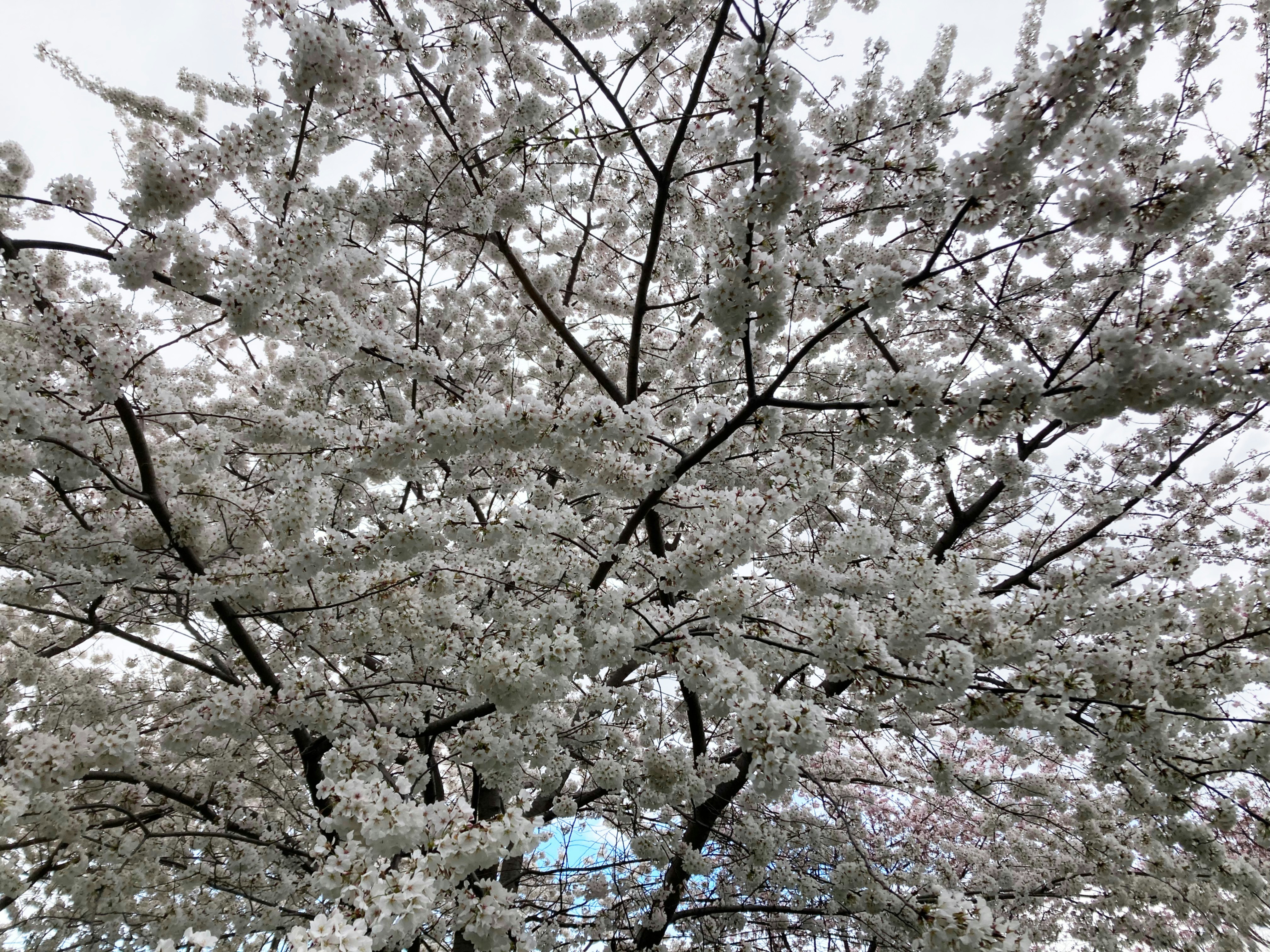 Blue Slice of Sky Framed by a Cloud of Cherry Blossoms