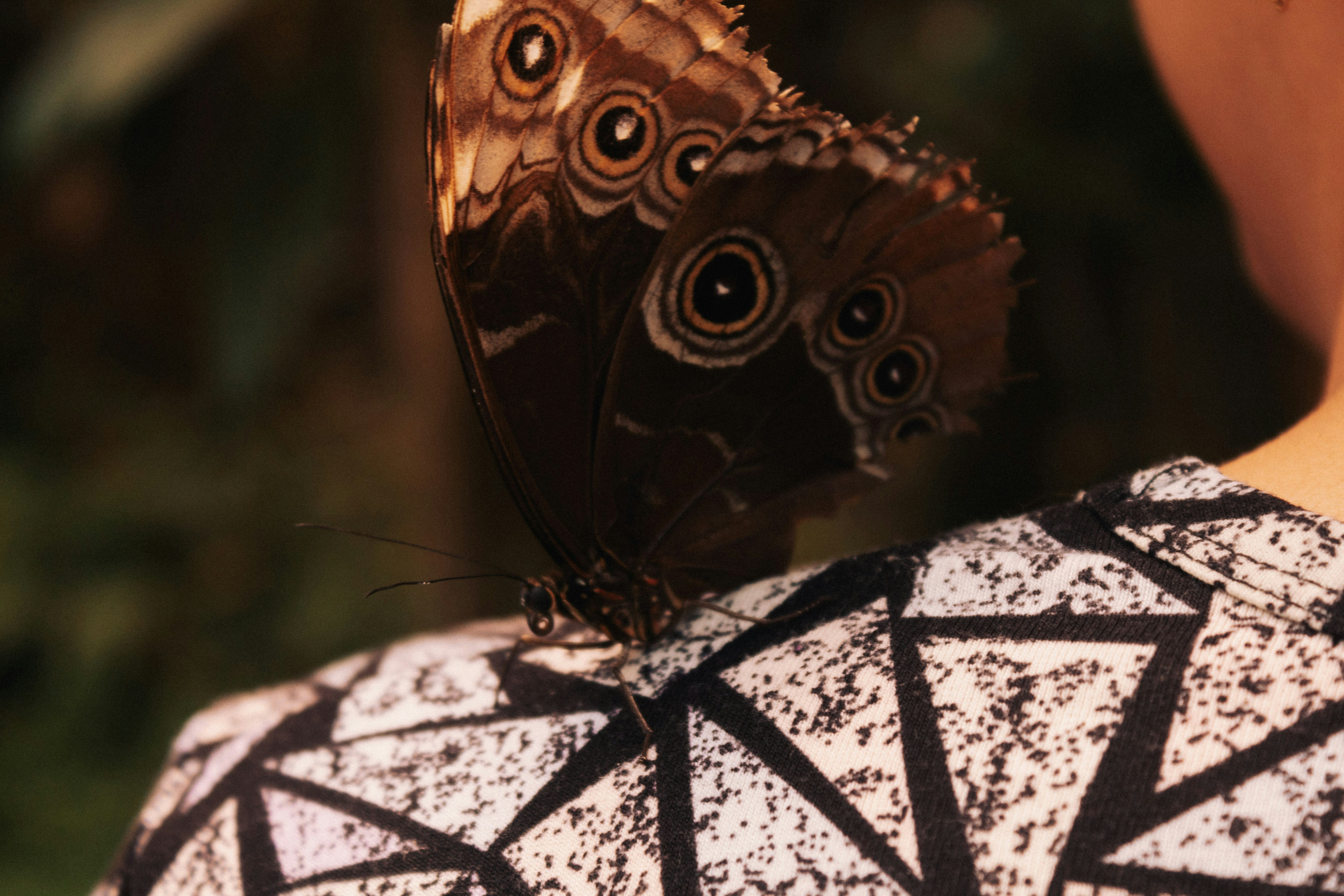 Eye-Spot Encounter: Butterfly Resting on a Geometric Shoulder
