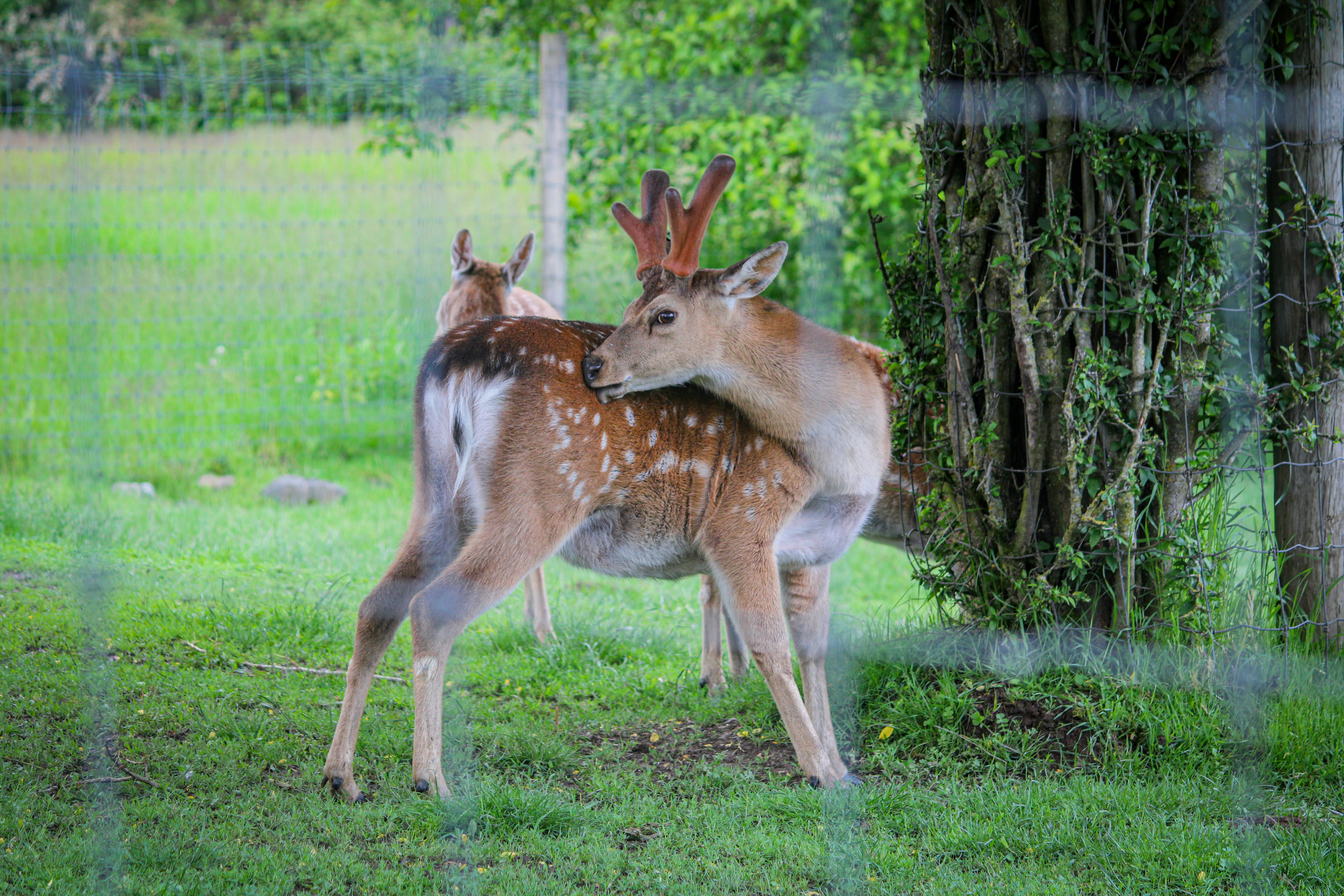 Nuzzling Fawns in a Sunlit Clearing