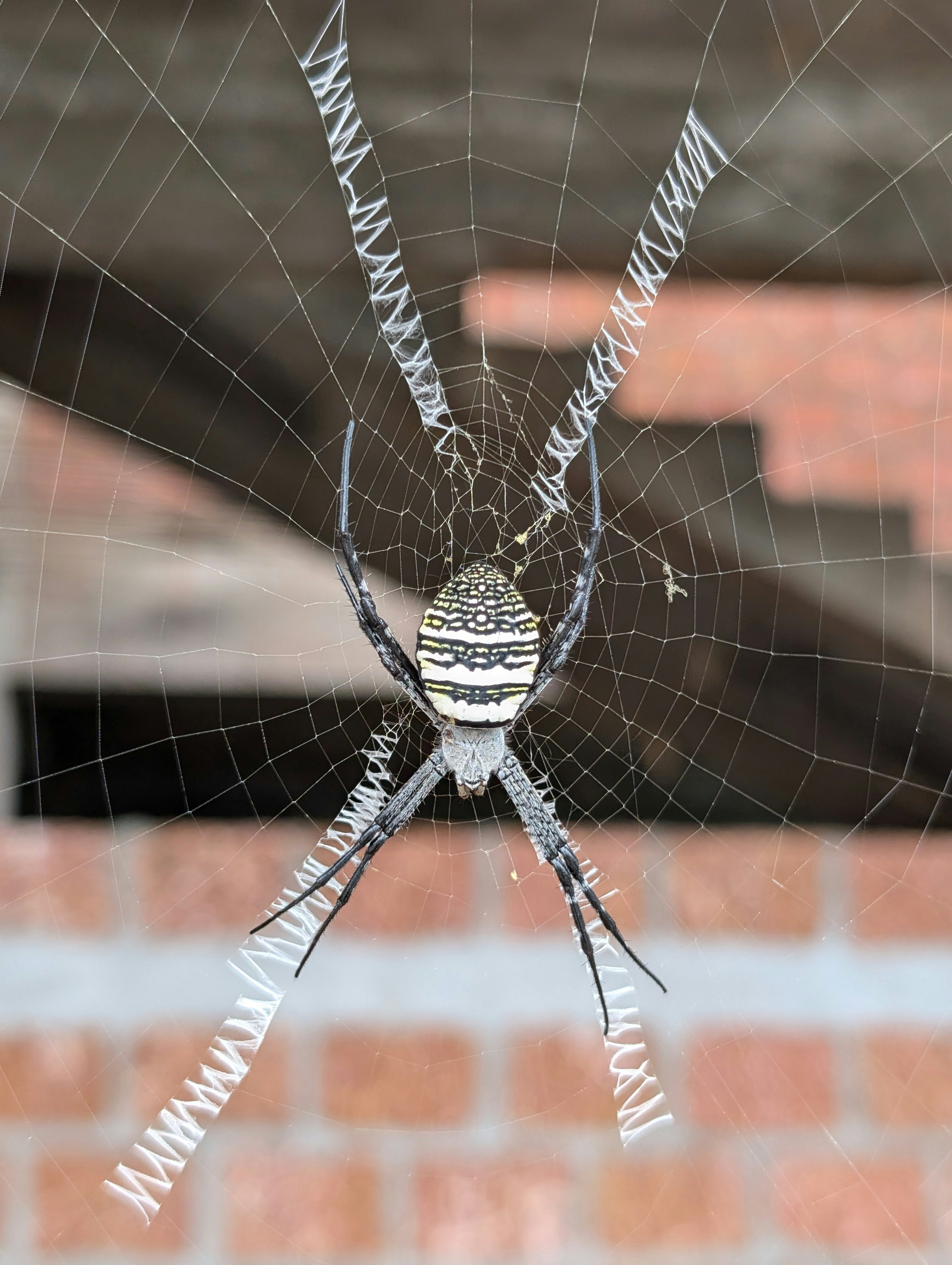 Spider from the construction site..