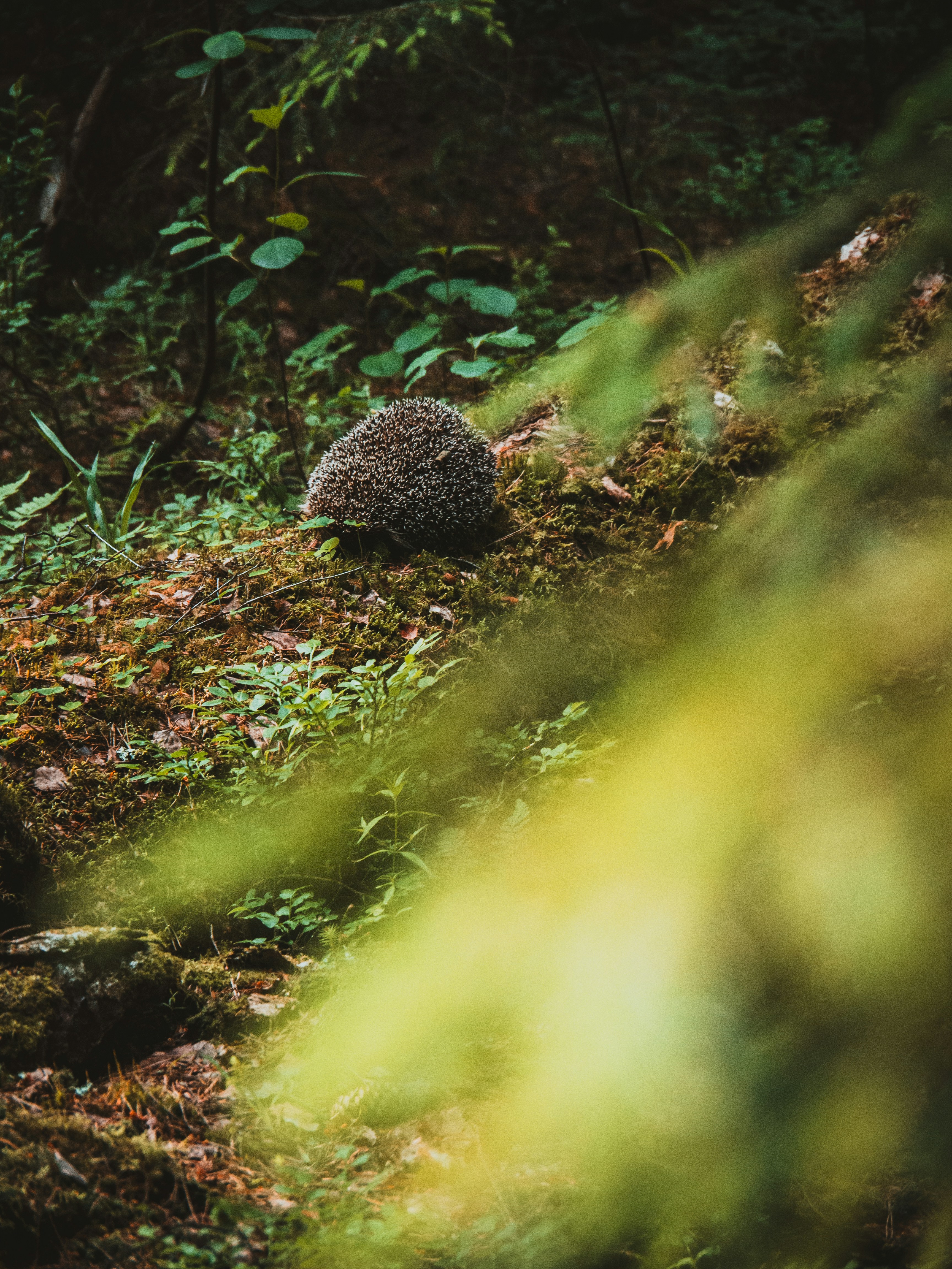 Moss-Cushioned Puffball on a Forest Slope