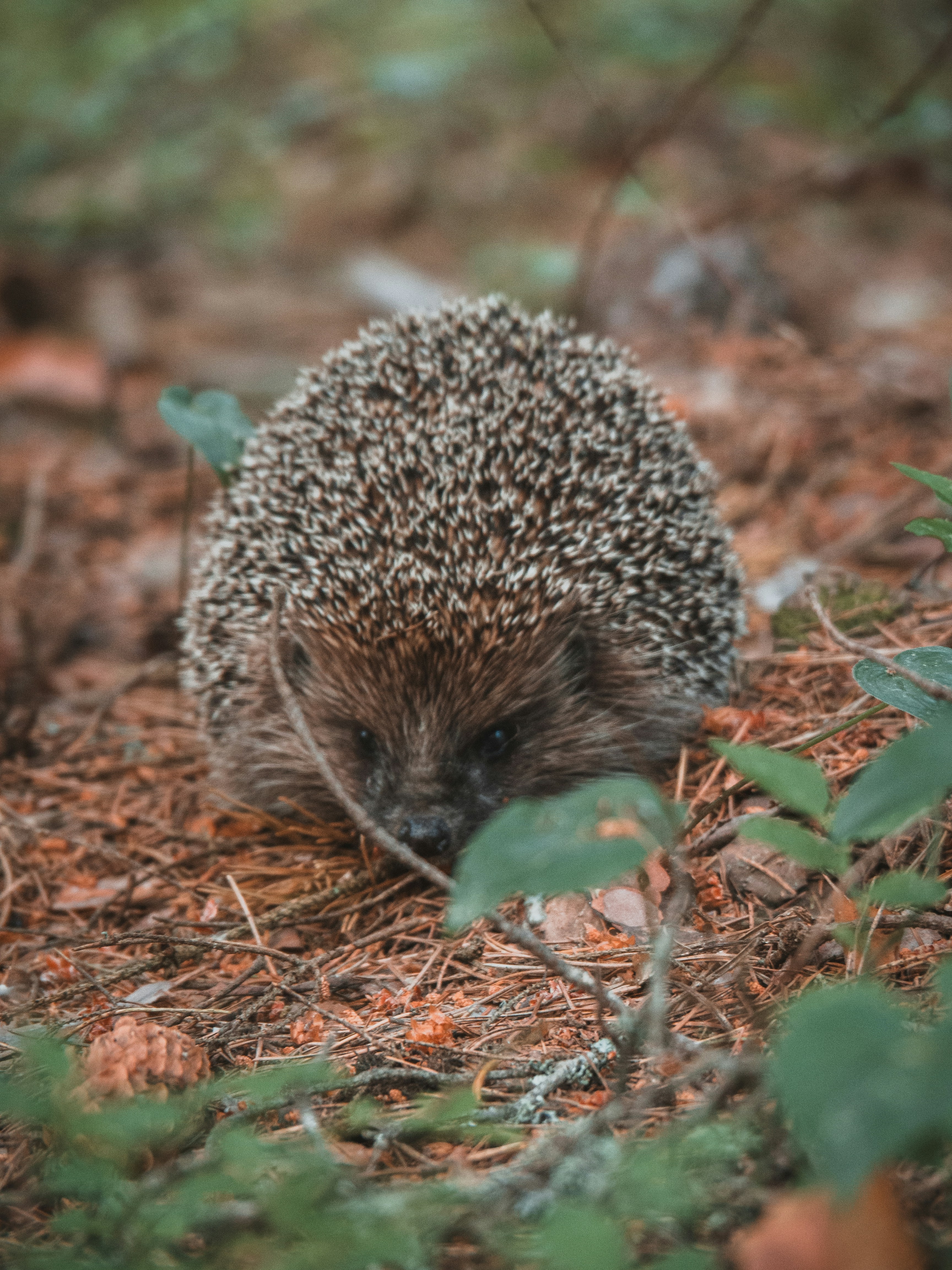Hedgehog on a Needle-Carpet: Foraging in Dappled Forest Light