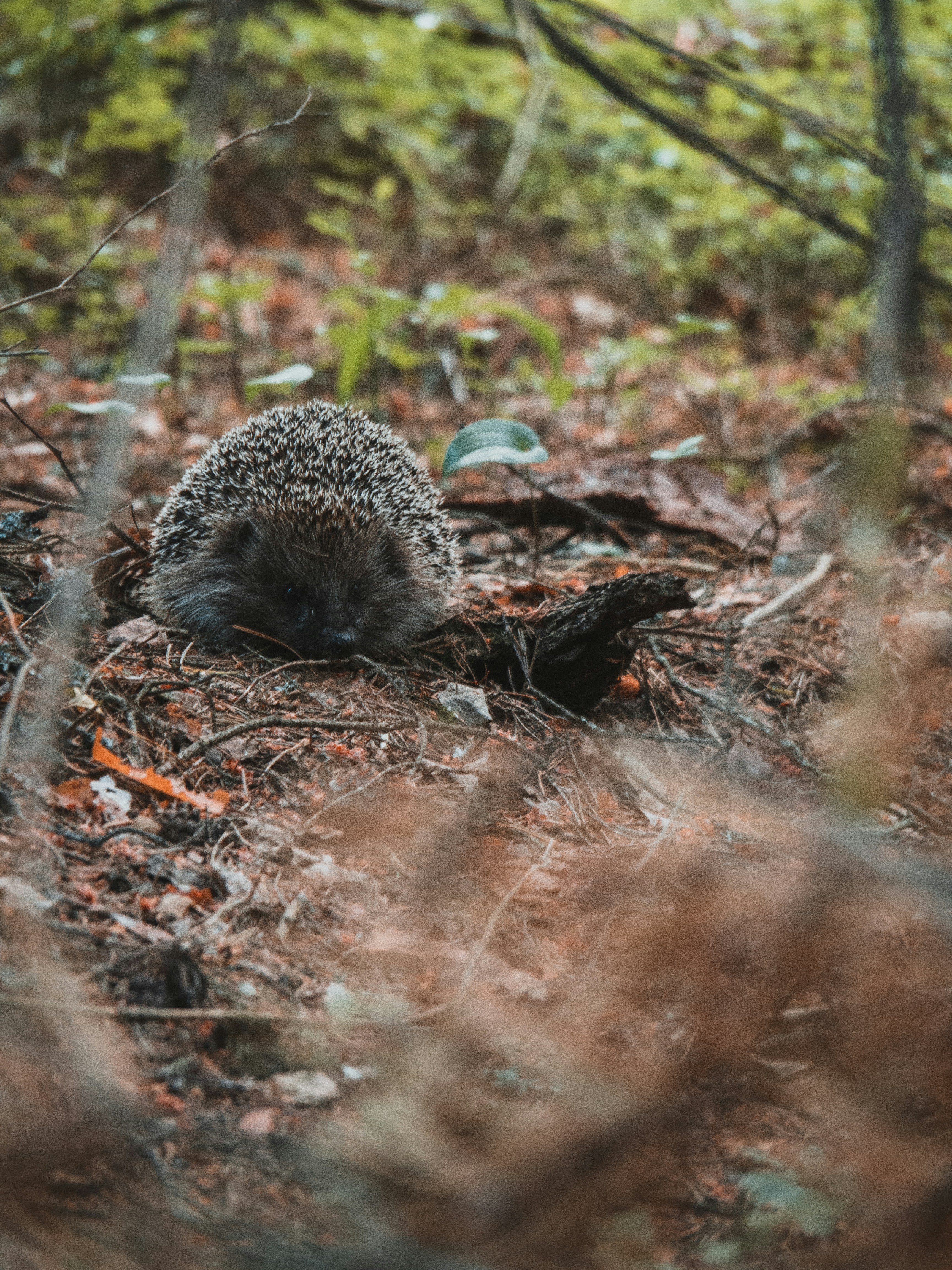 Hedgehog Pause on a Pine-Needle Forest Floor