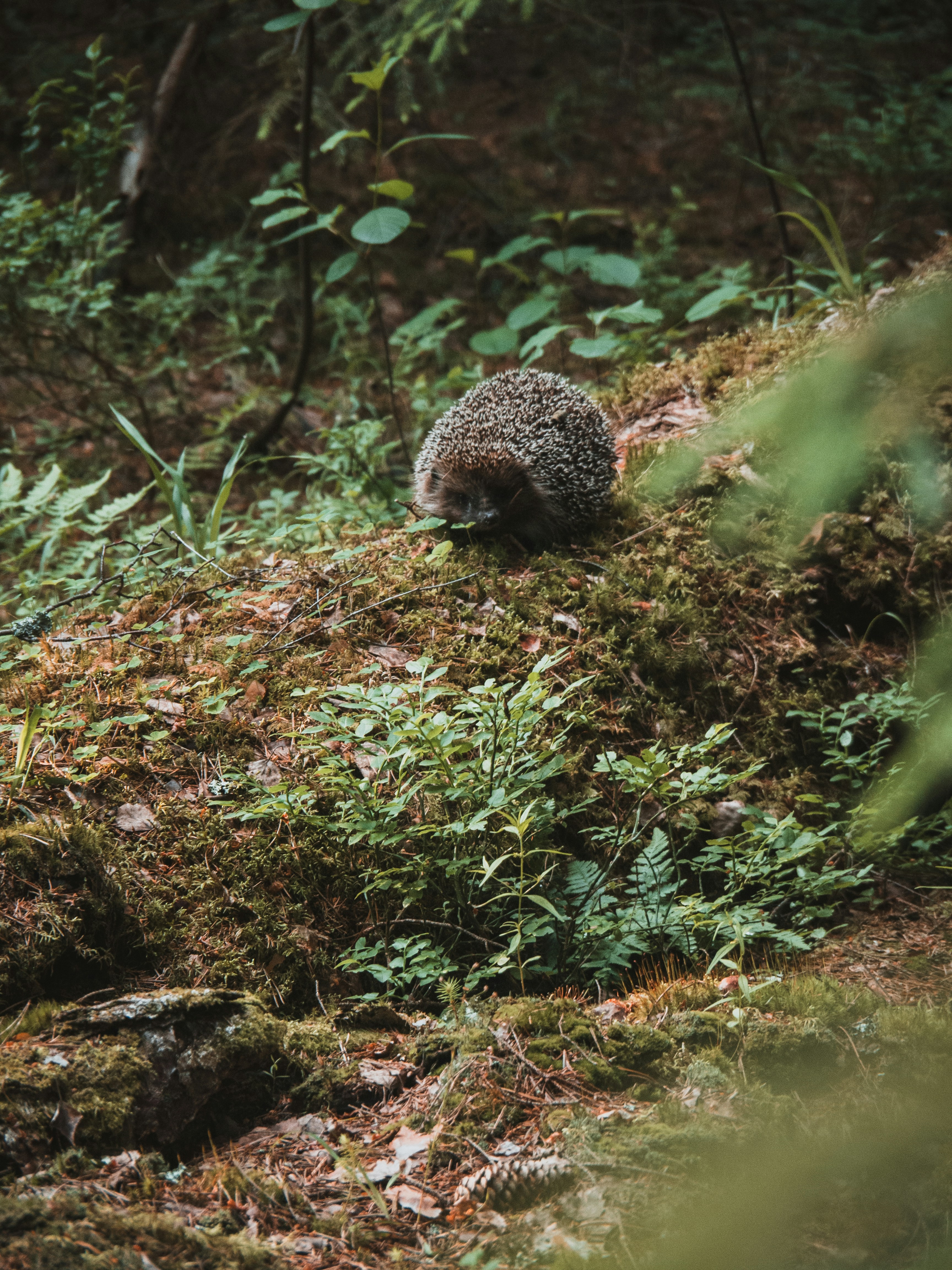 Mossbound Hedgehog: a quiet trek across a mossy forest slope