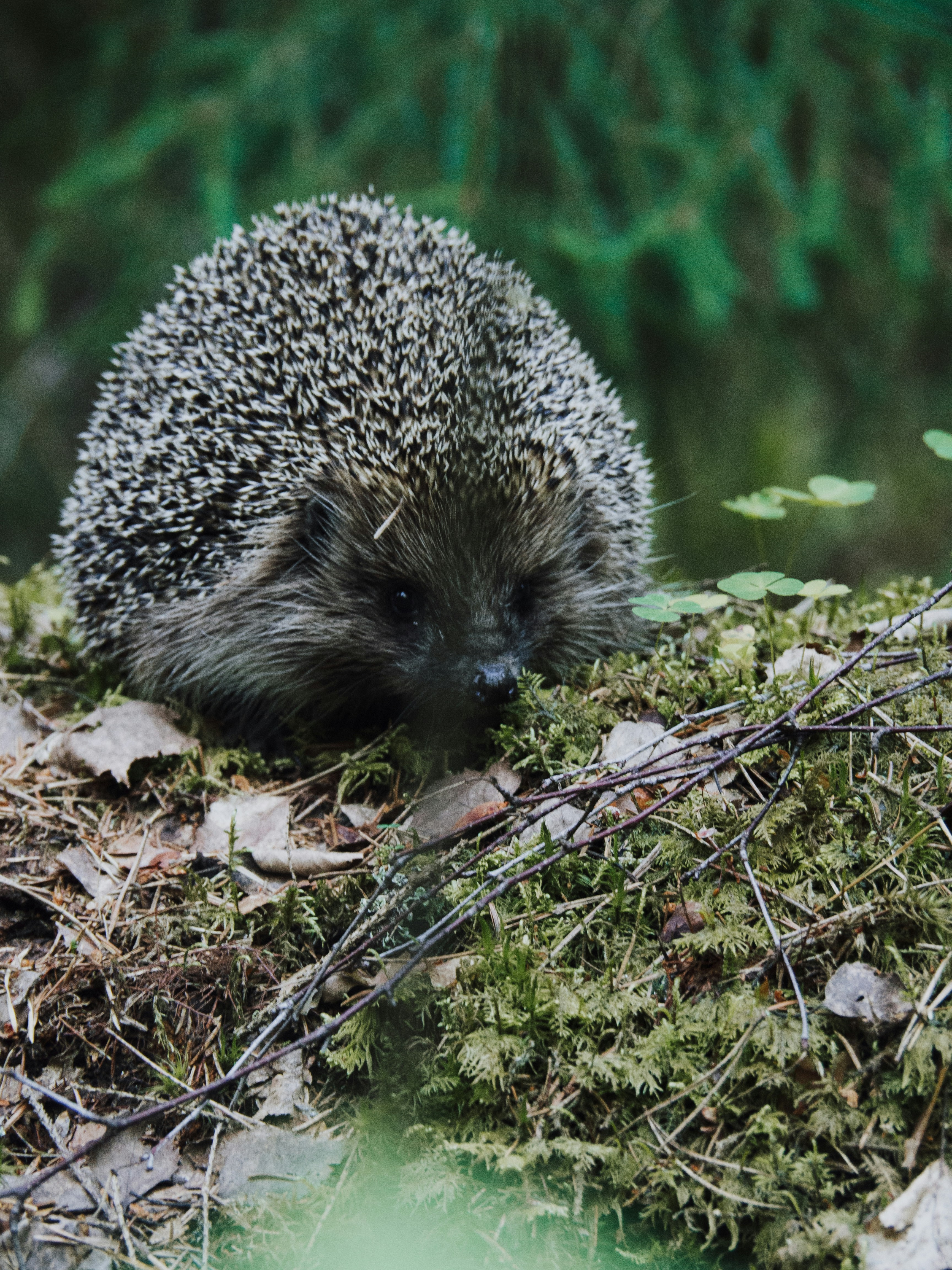 Moss-Curated Forager: A Hedgehog’s Quiet Forest Stroll