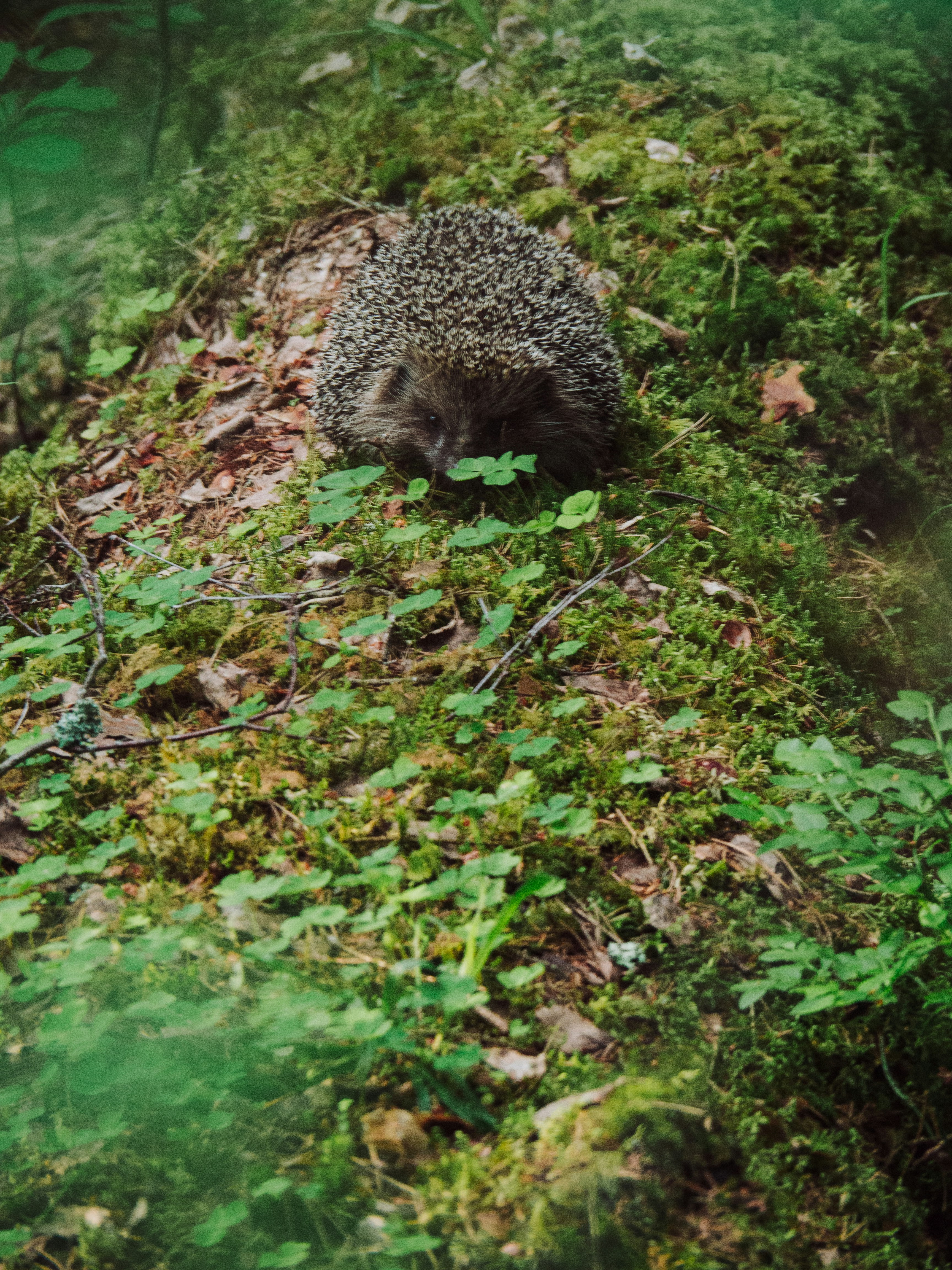 Photo by Anton Sobotyak with Olympus OM-D E-M10