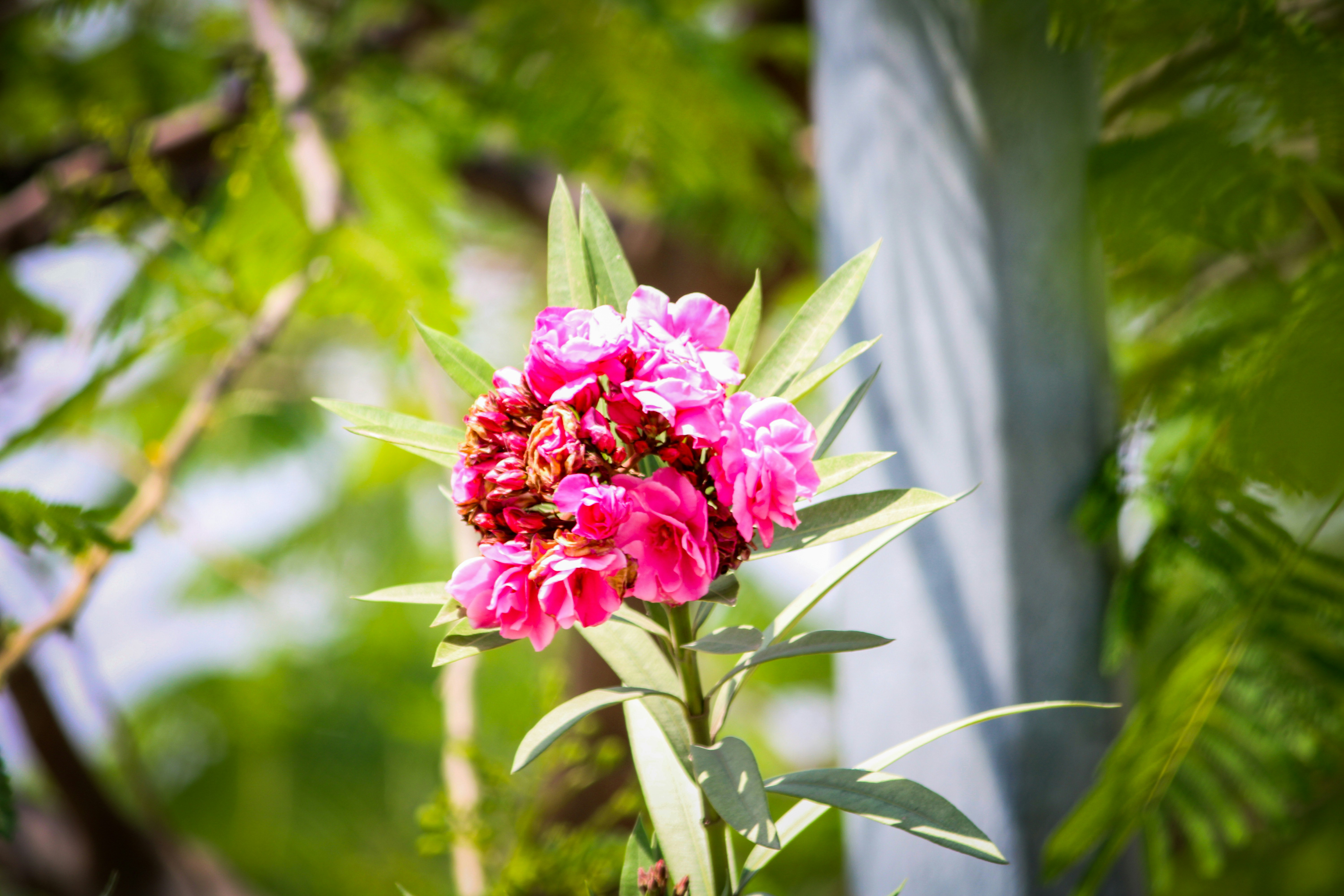 Petals in Focus: a Pink Peony Under Soft Garden Light