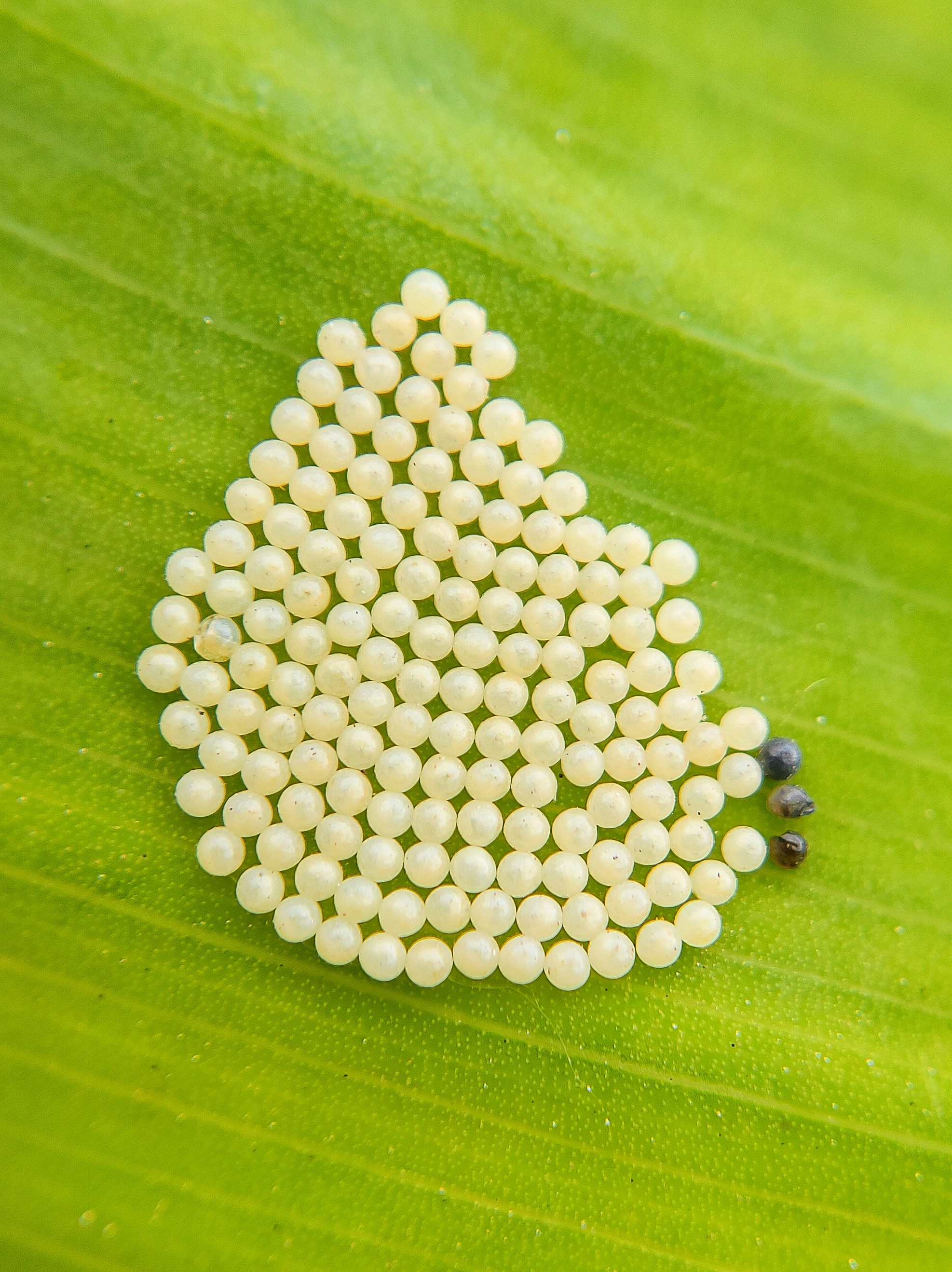 Pearl-like eggs on a leaf: a close encounter with a tiny insect colony