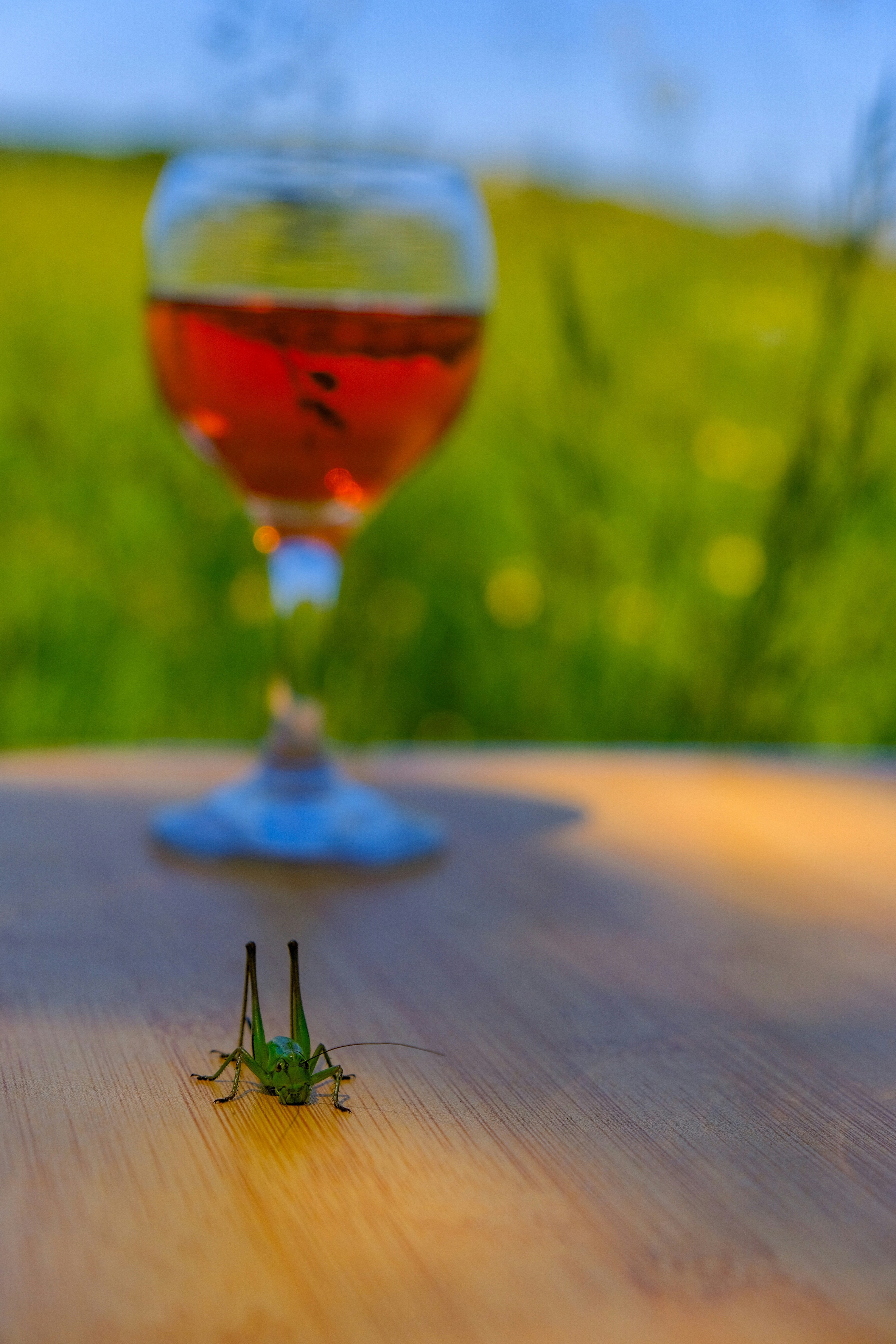 Tiny Katydid on a Sunlit Table Beside a Blurred Wine Glass