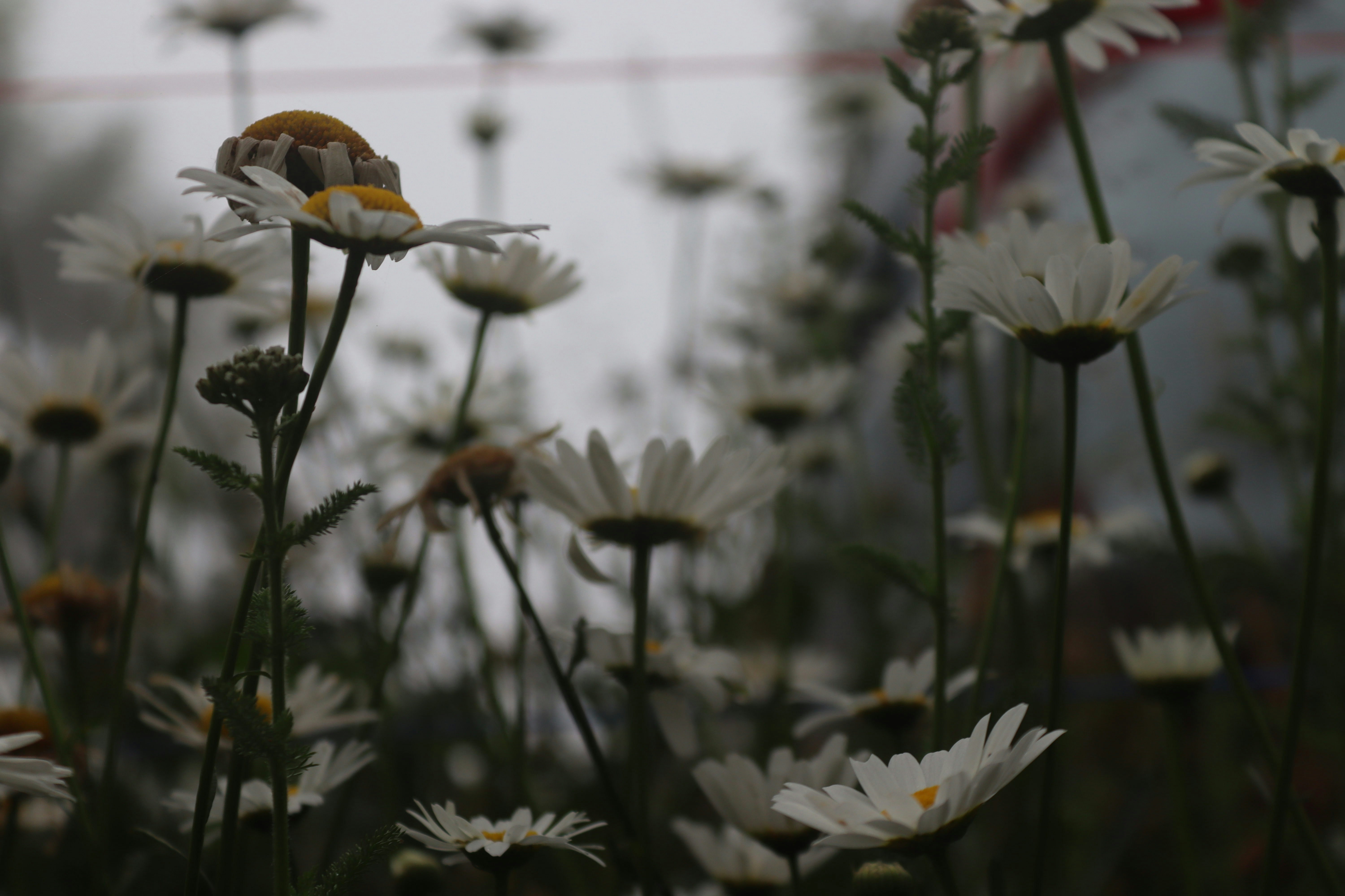 Dusty daisies reach for an overcast sky