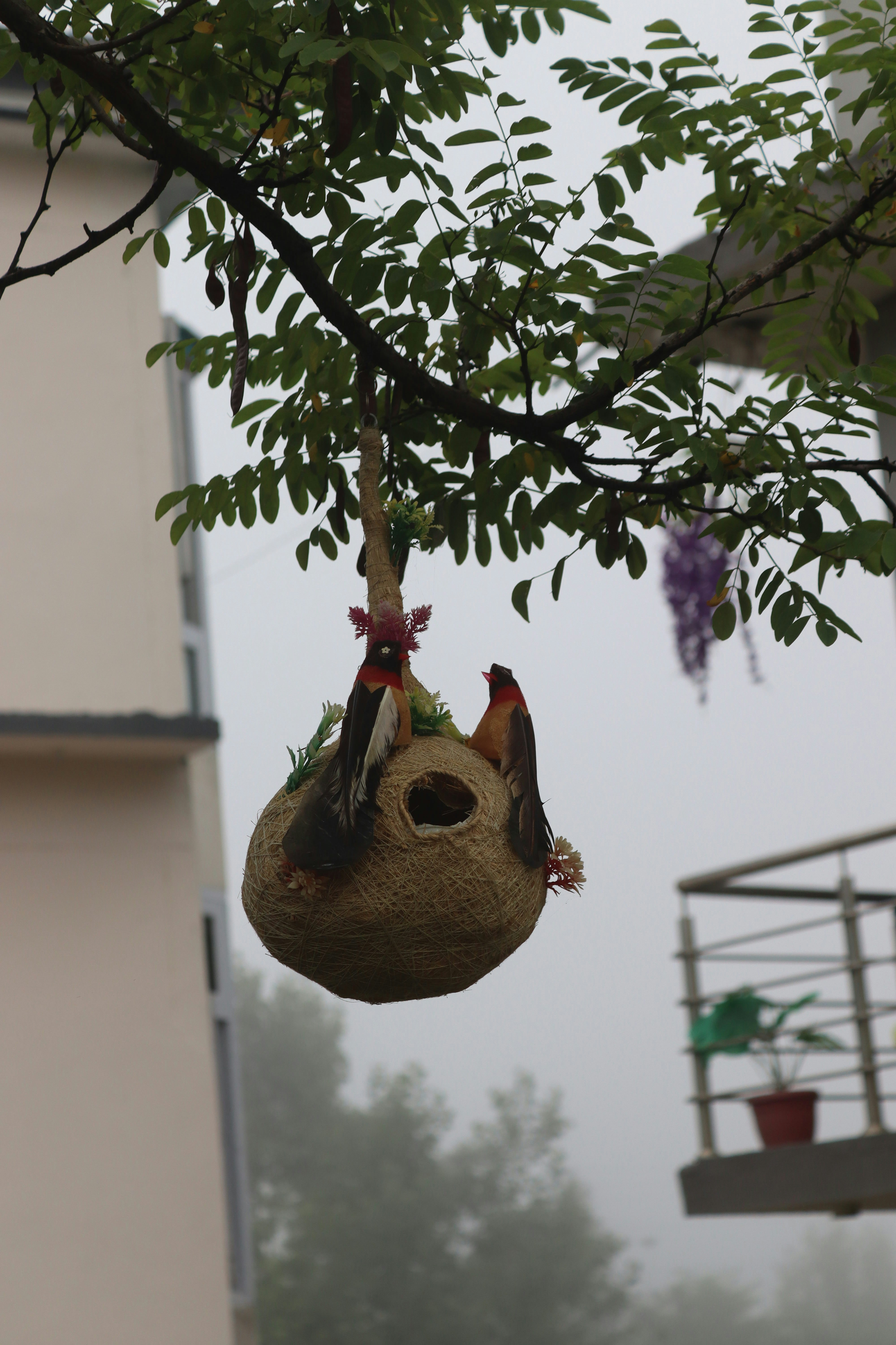 Two Roosters Guard a Hanging Nest Beneath a Leafy Canopy