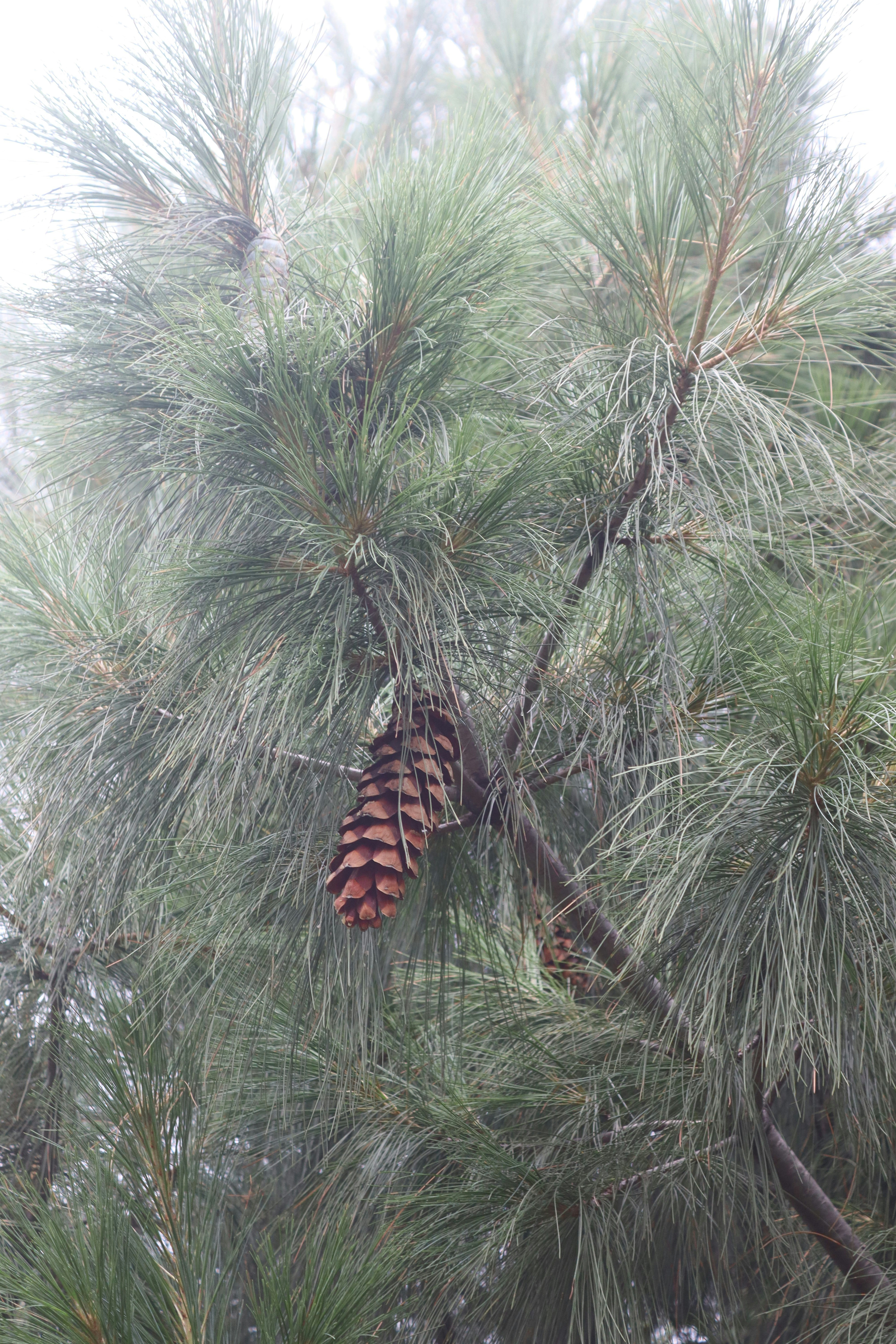 Lone Pinecone Nestled in Winter's Veil