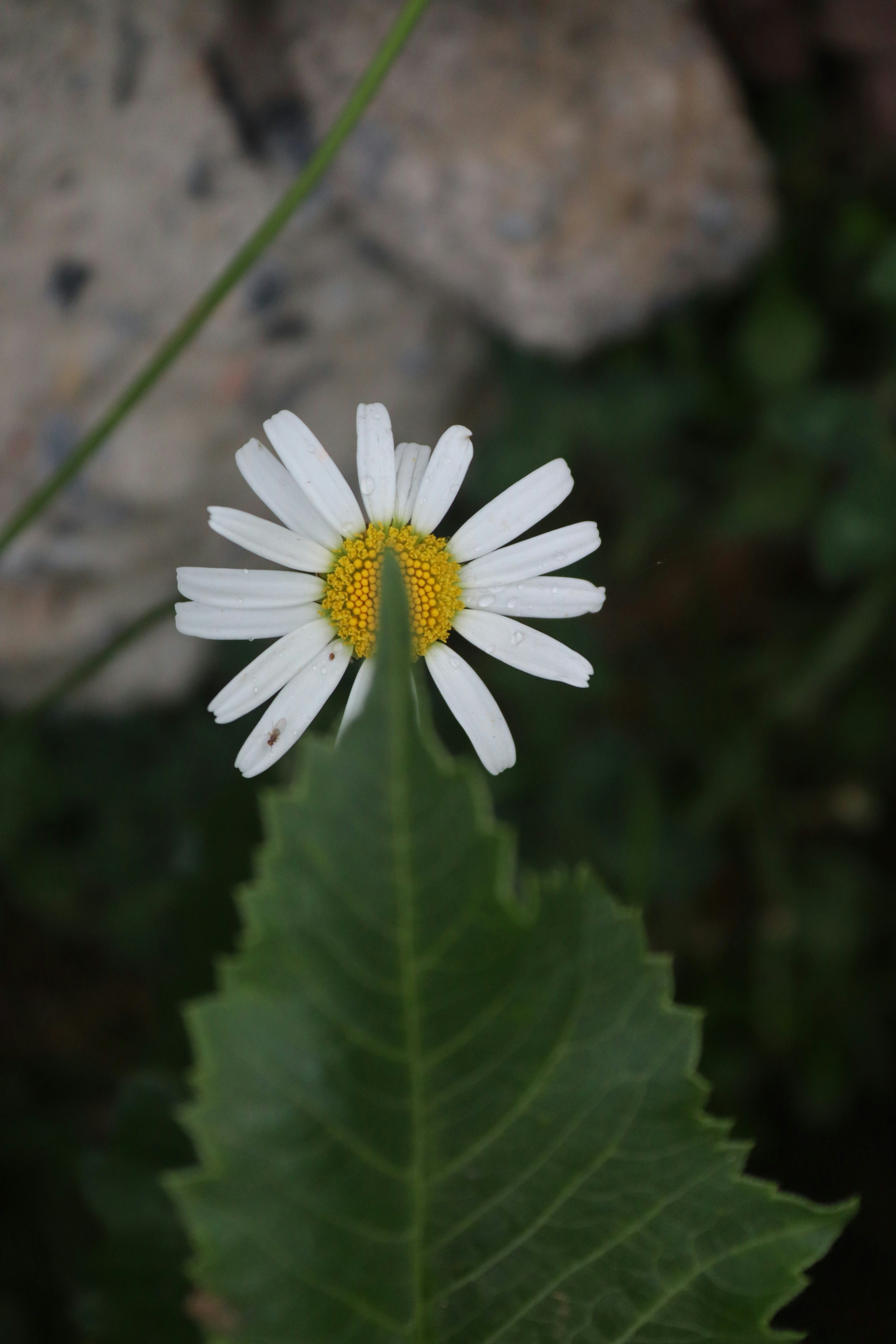 Daisy in Focus: White Petals Crown a Vivid Green Leaf