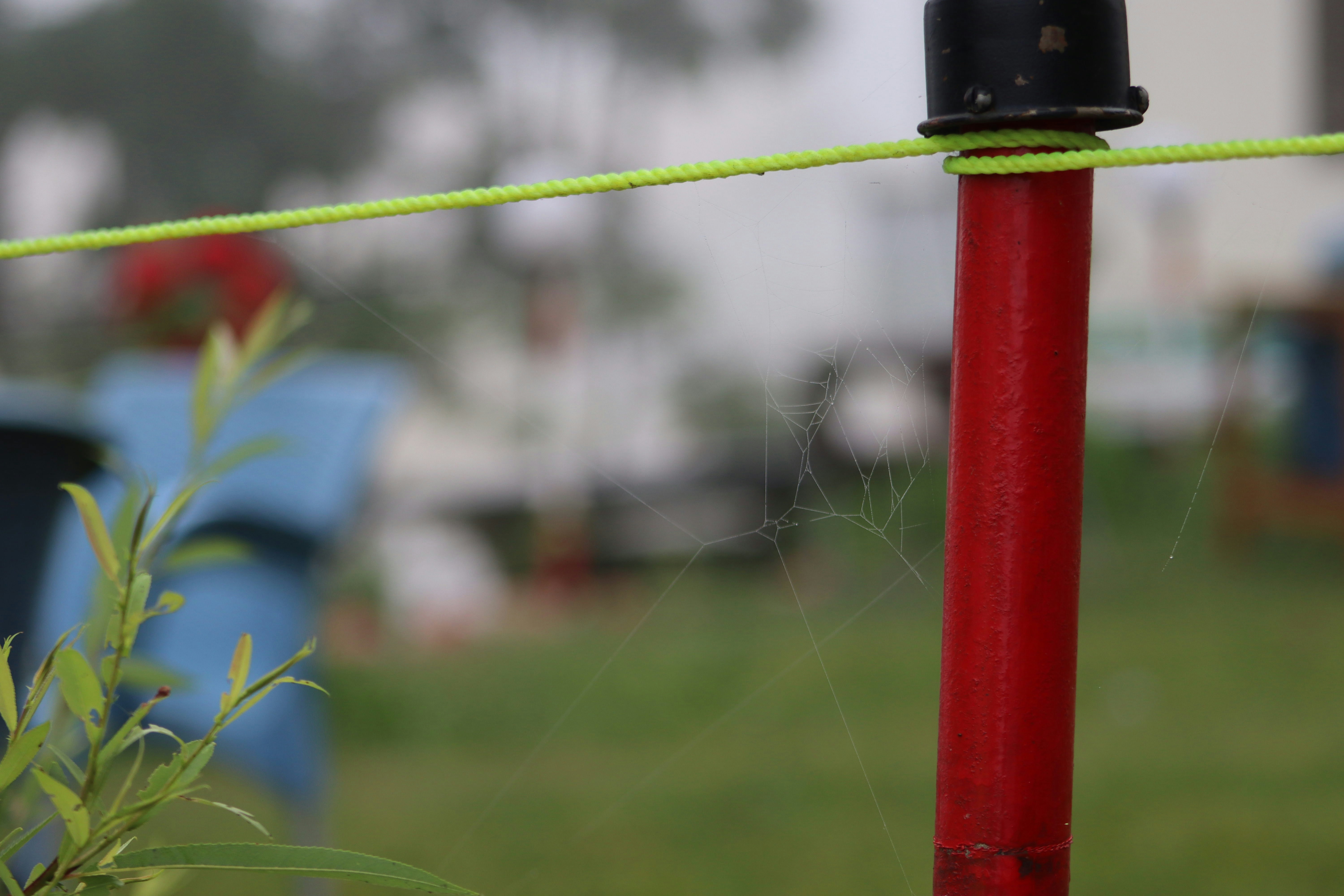 Threaded Tether: The Red Post and Green Line in a Quiet Garden