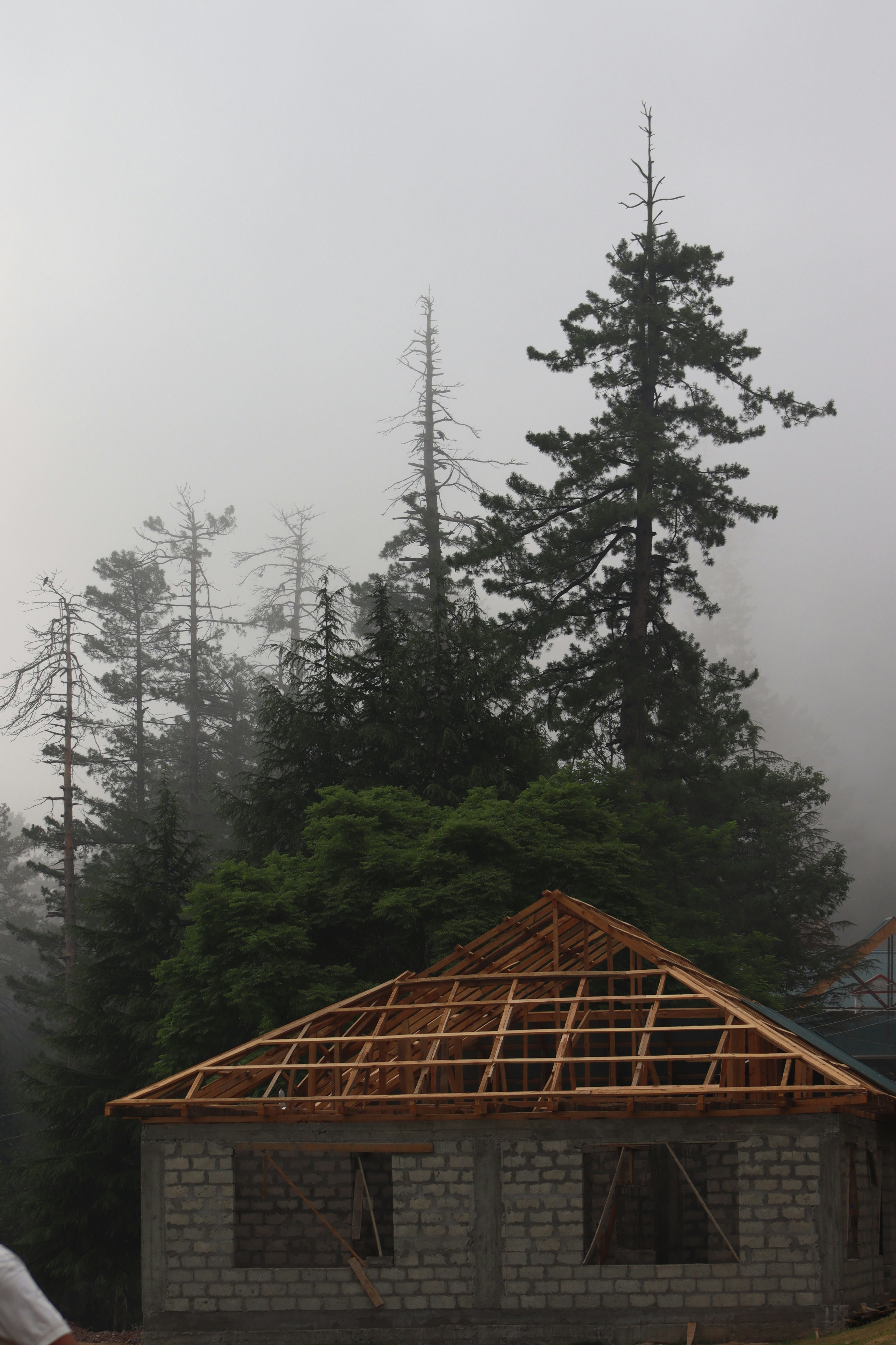 Mist-Clad Pines Loom Above a Timber-Framed Cabin in Silent Construction