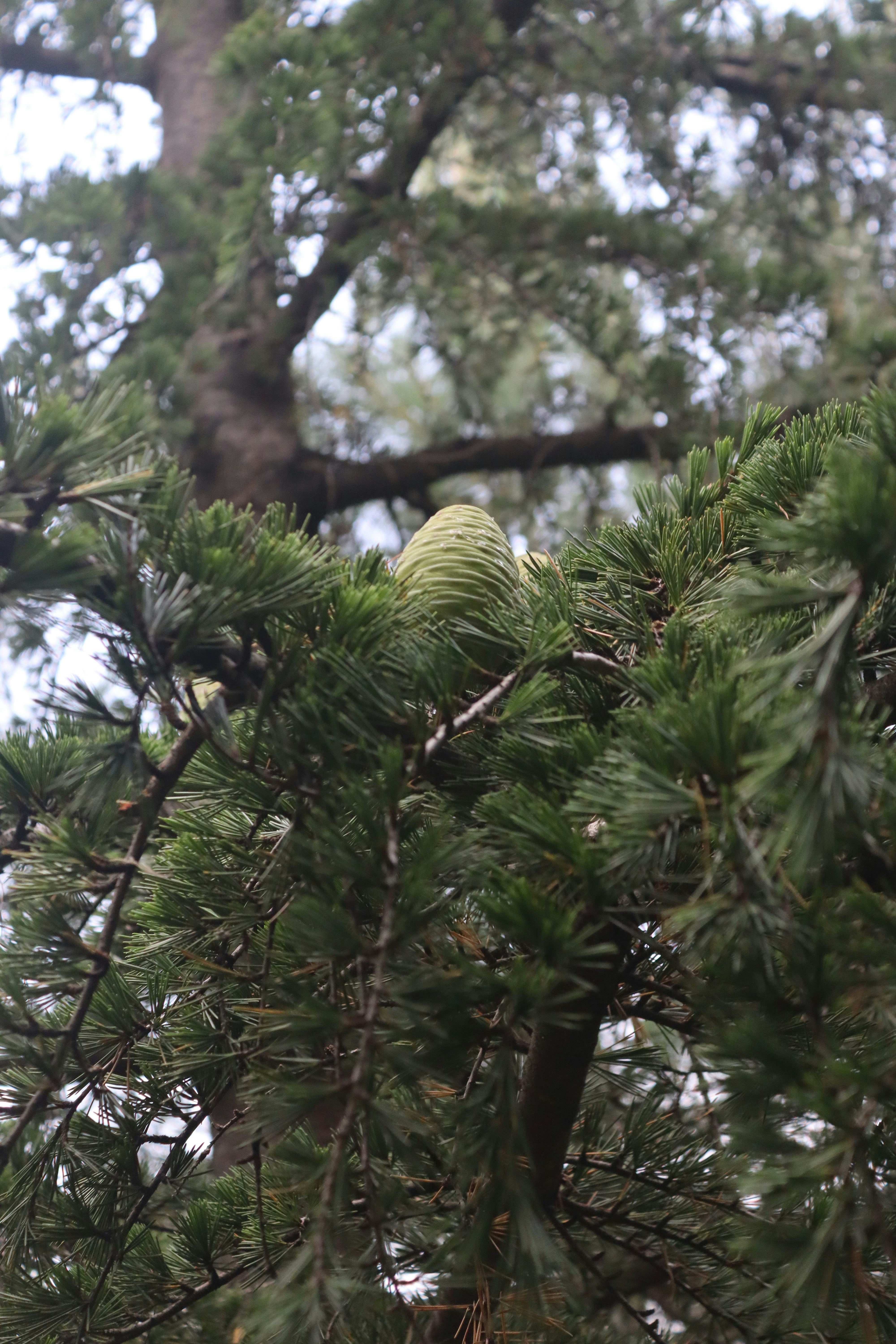 Pine Cone Centerstage: a Quiet Close-Up Through Green Needles