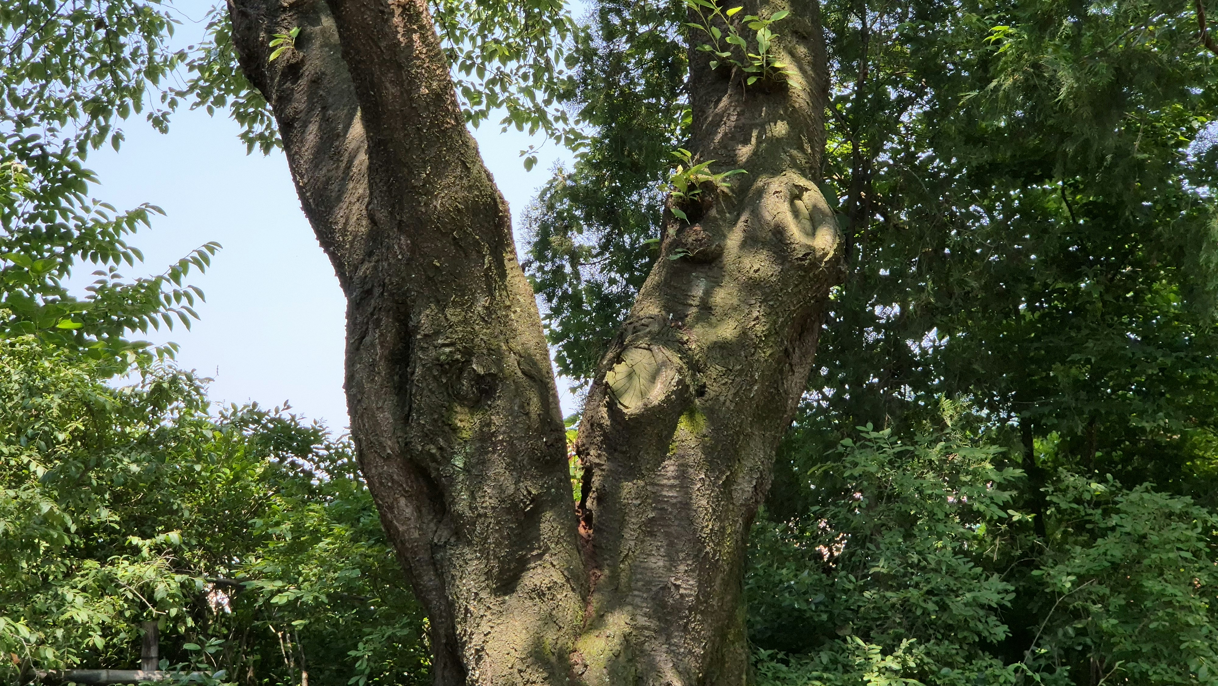 The Y Trunk in Dappled Light: A Quiet Forest Moment