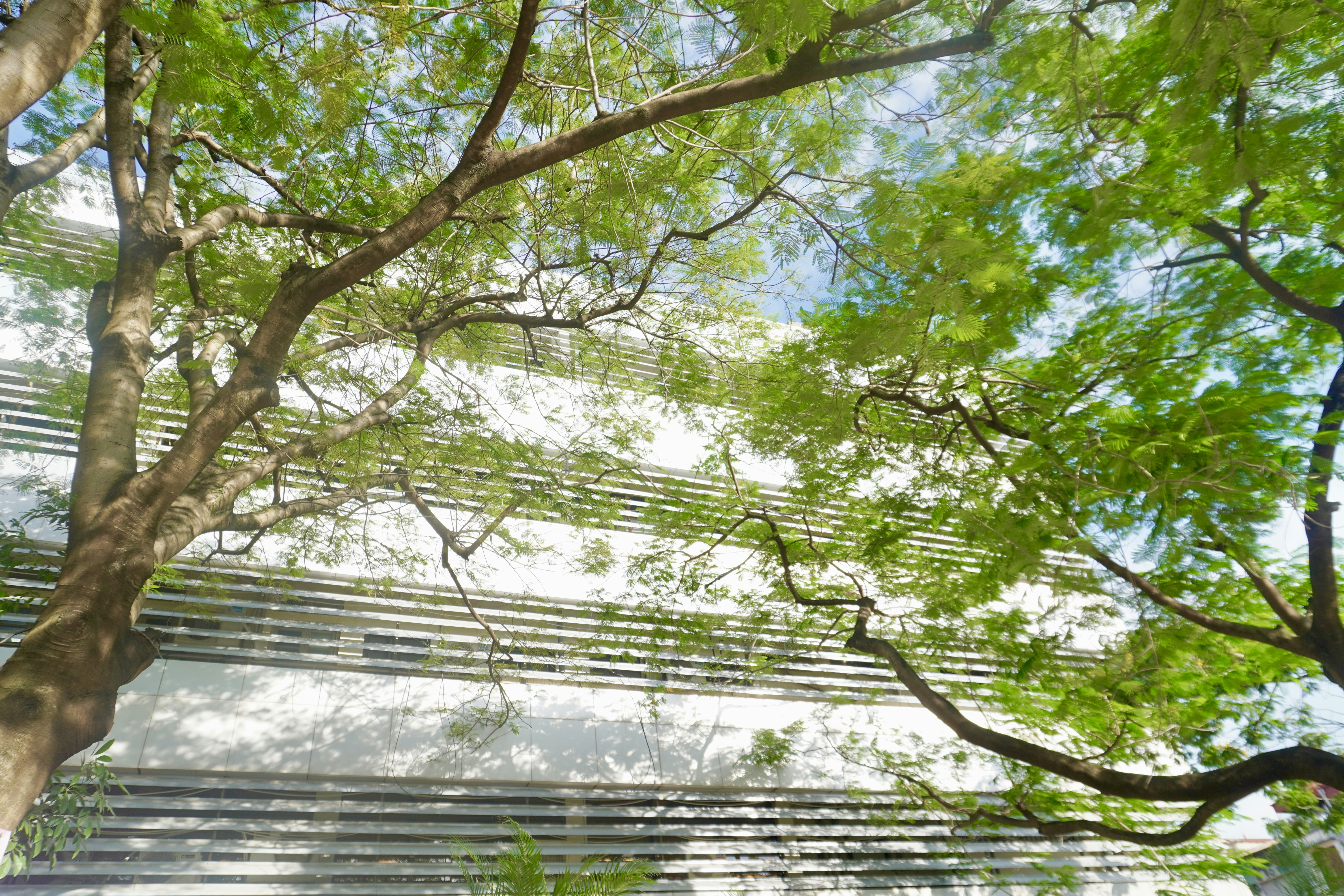 Lush green branches frame a modern building's textured facade, showcasing the harmony between nature and urban design.