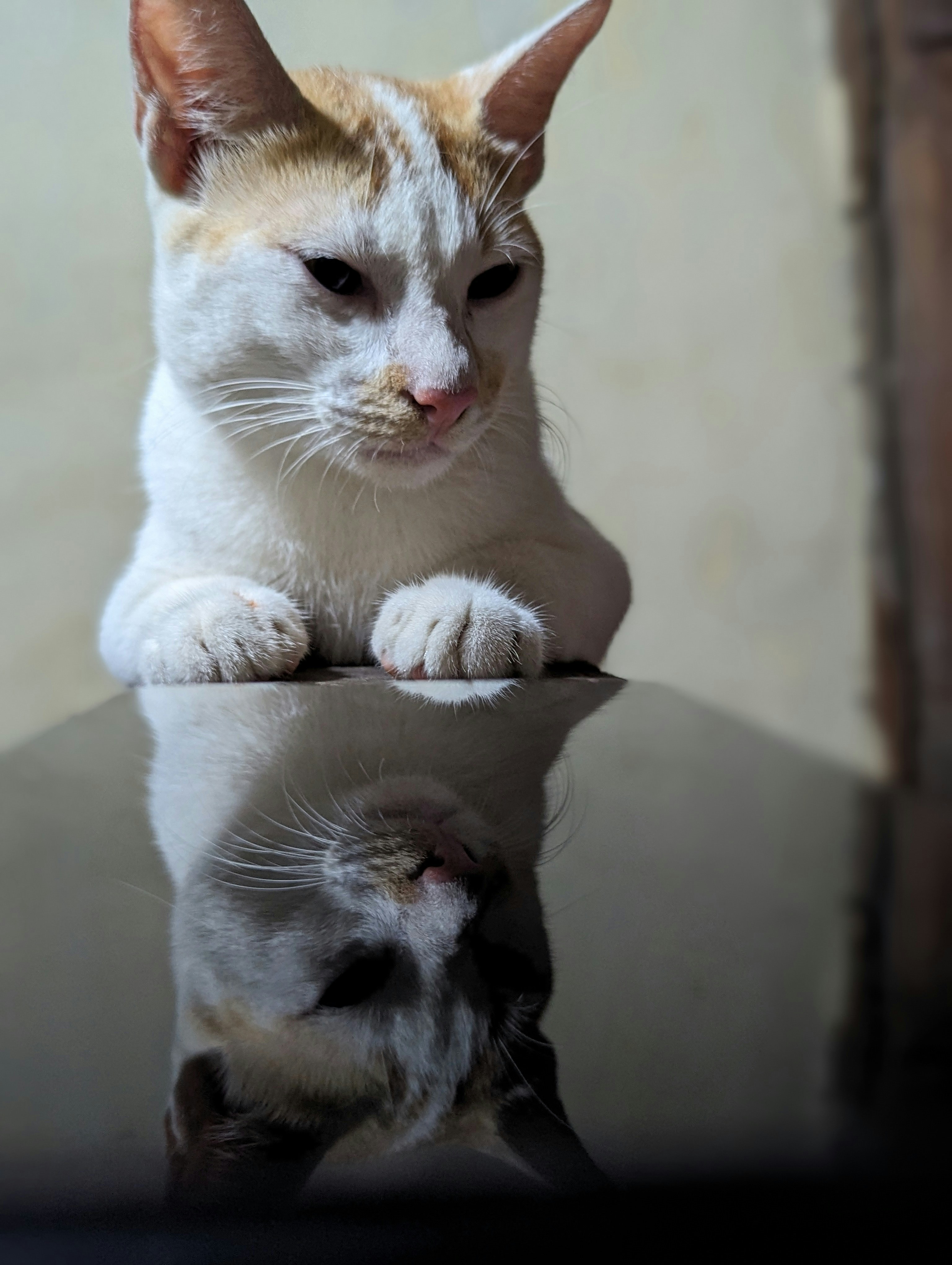Mirror-Eyed Cat: Tranquil Moment on a Glassy Surface