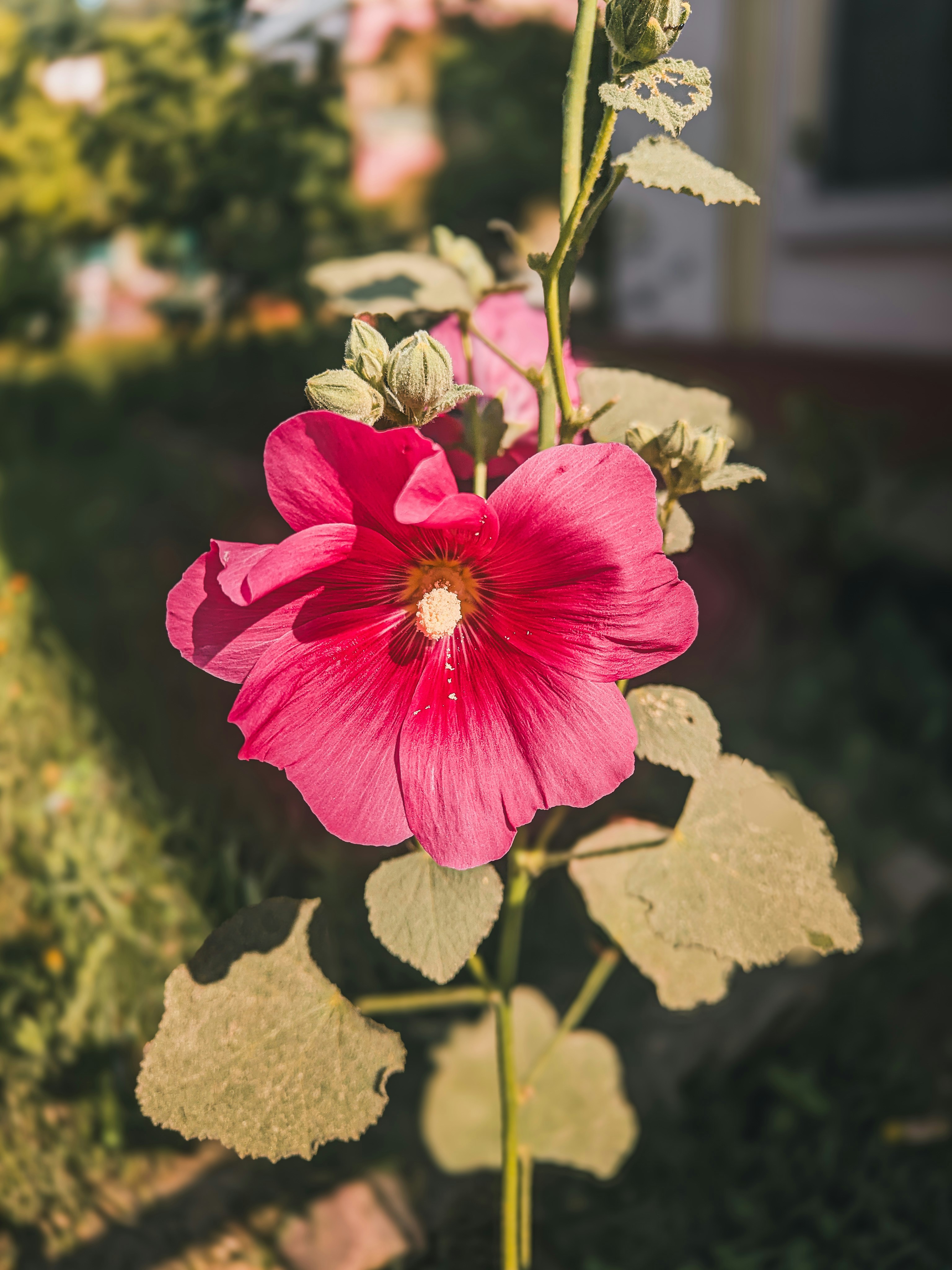 A pink flower is blooming in a garden