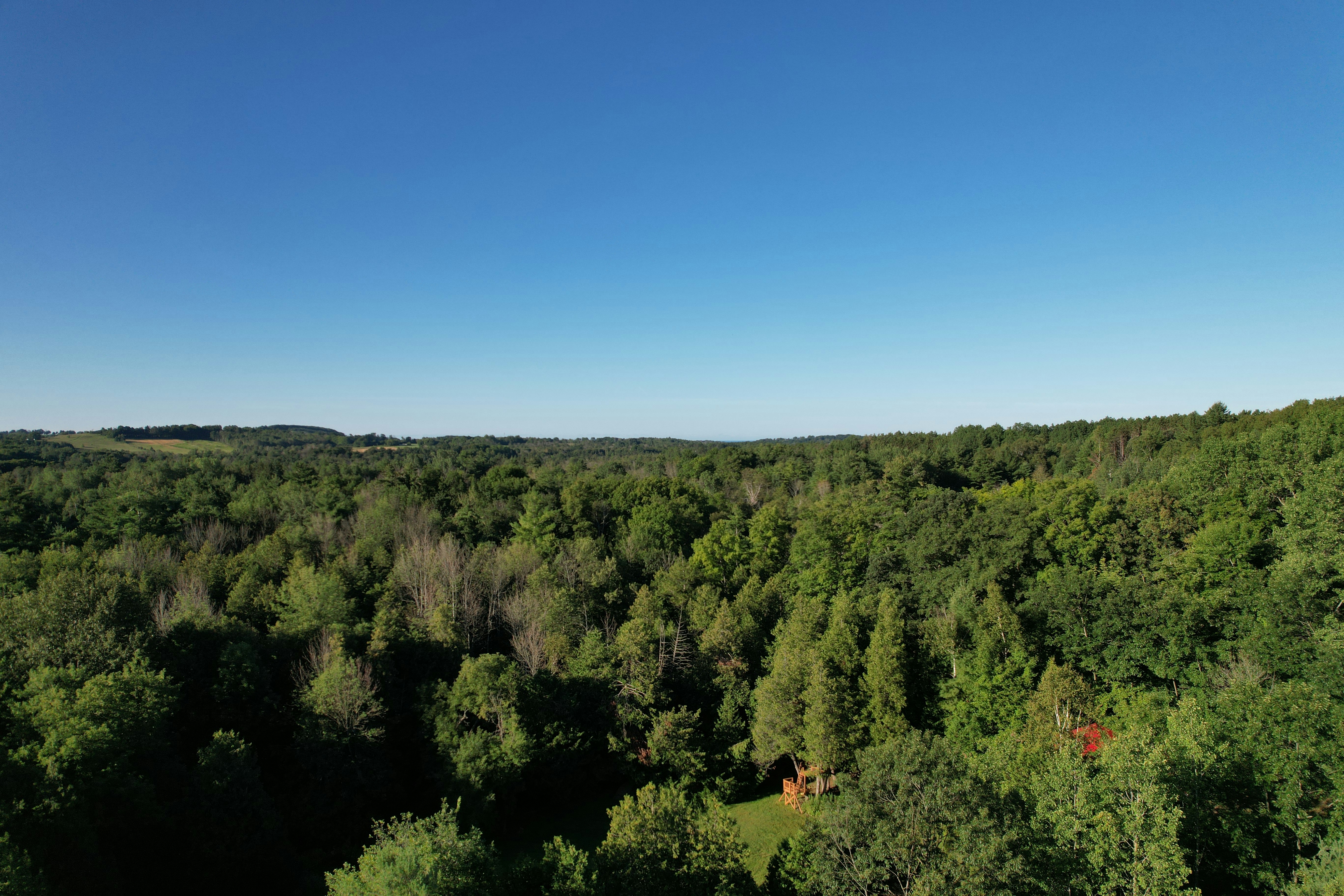 Lush green forest landscape under a clear blue sky, with a hint of rustic structures peeking through the foliage.
