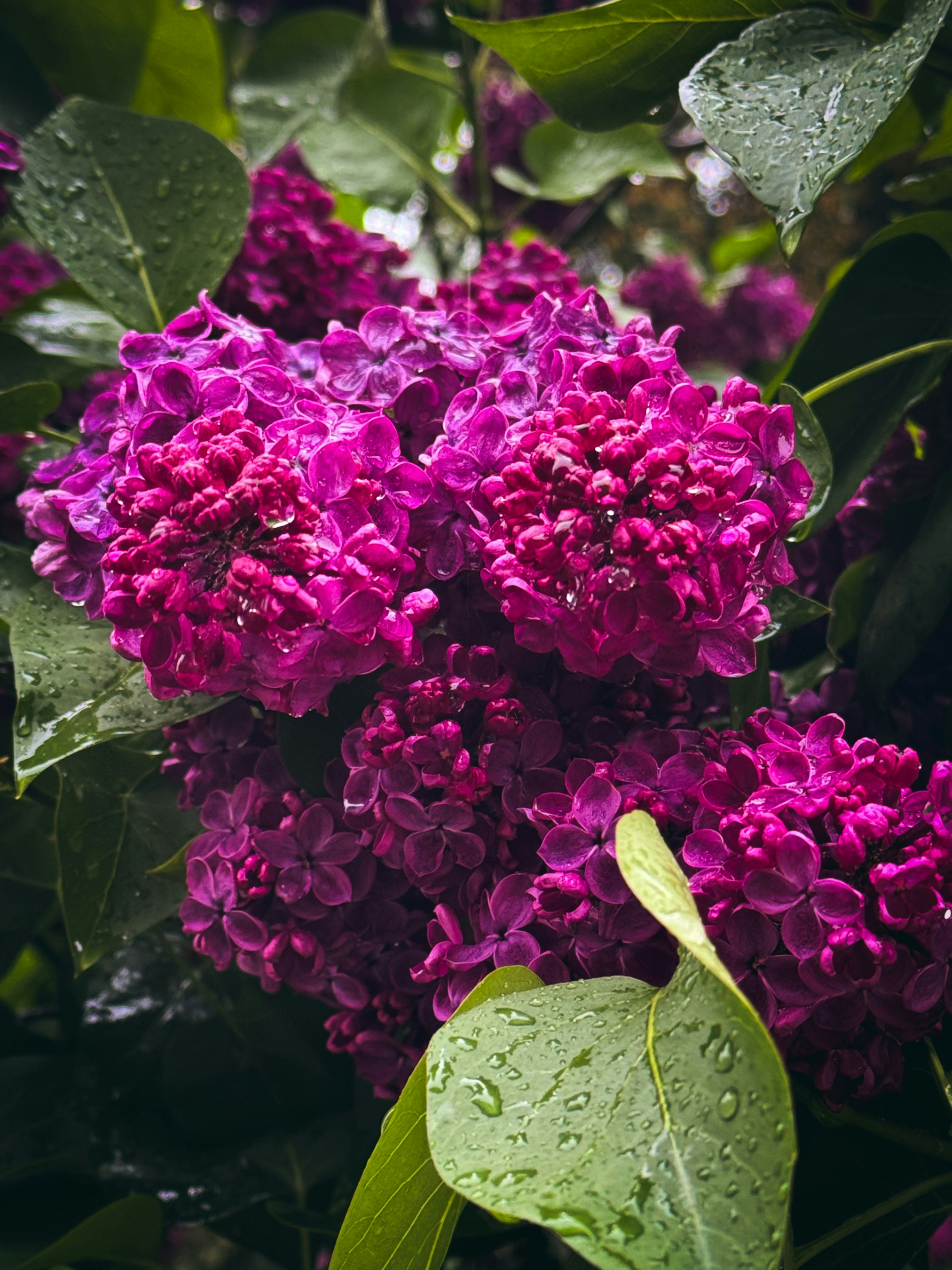 Dew-Kissed Magenta Hydrangeas: A Quiet Burst of Color Among Greenery