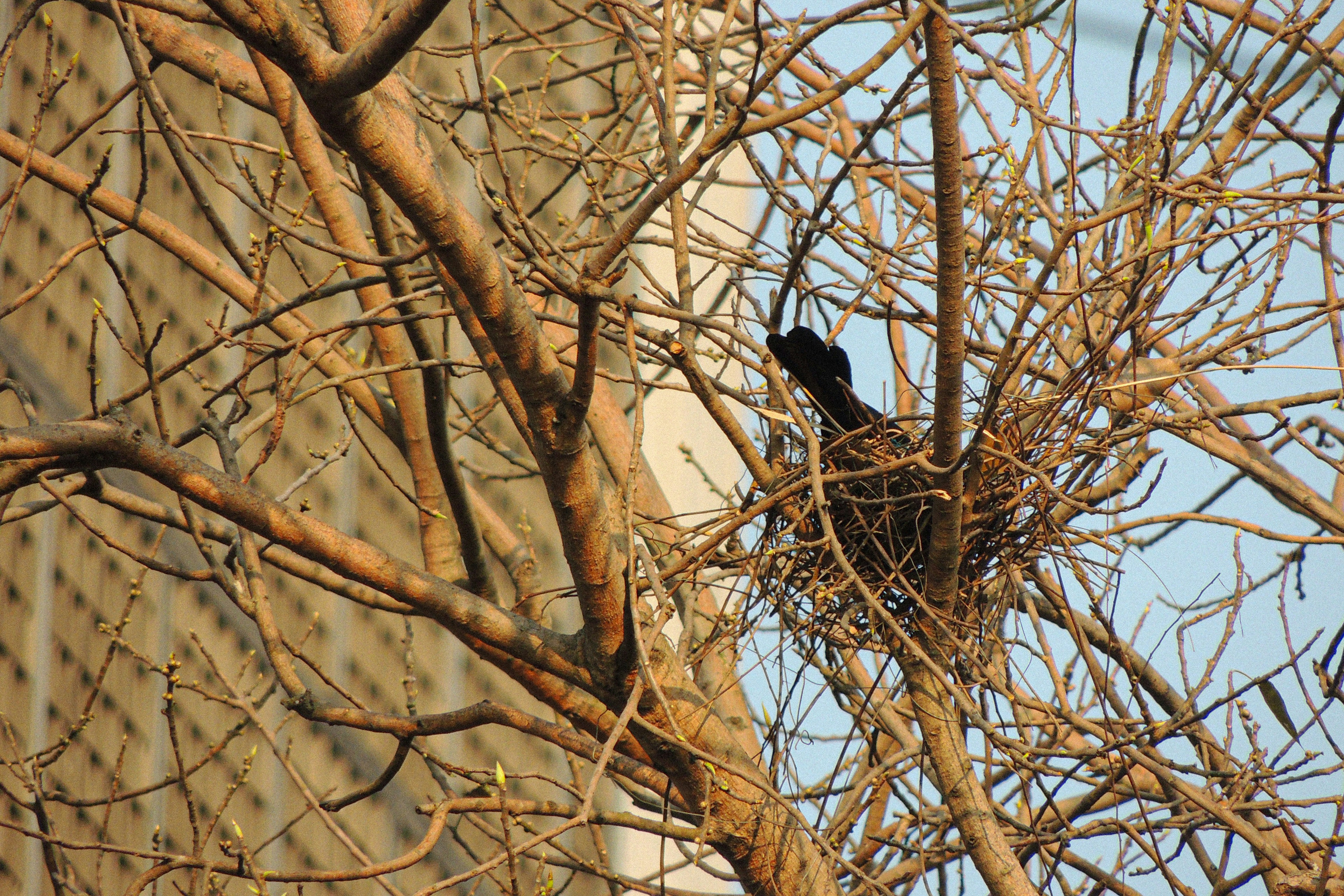 Crow in a Winter Nest Framed by Tangled Branches and a Hidden Building