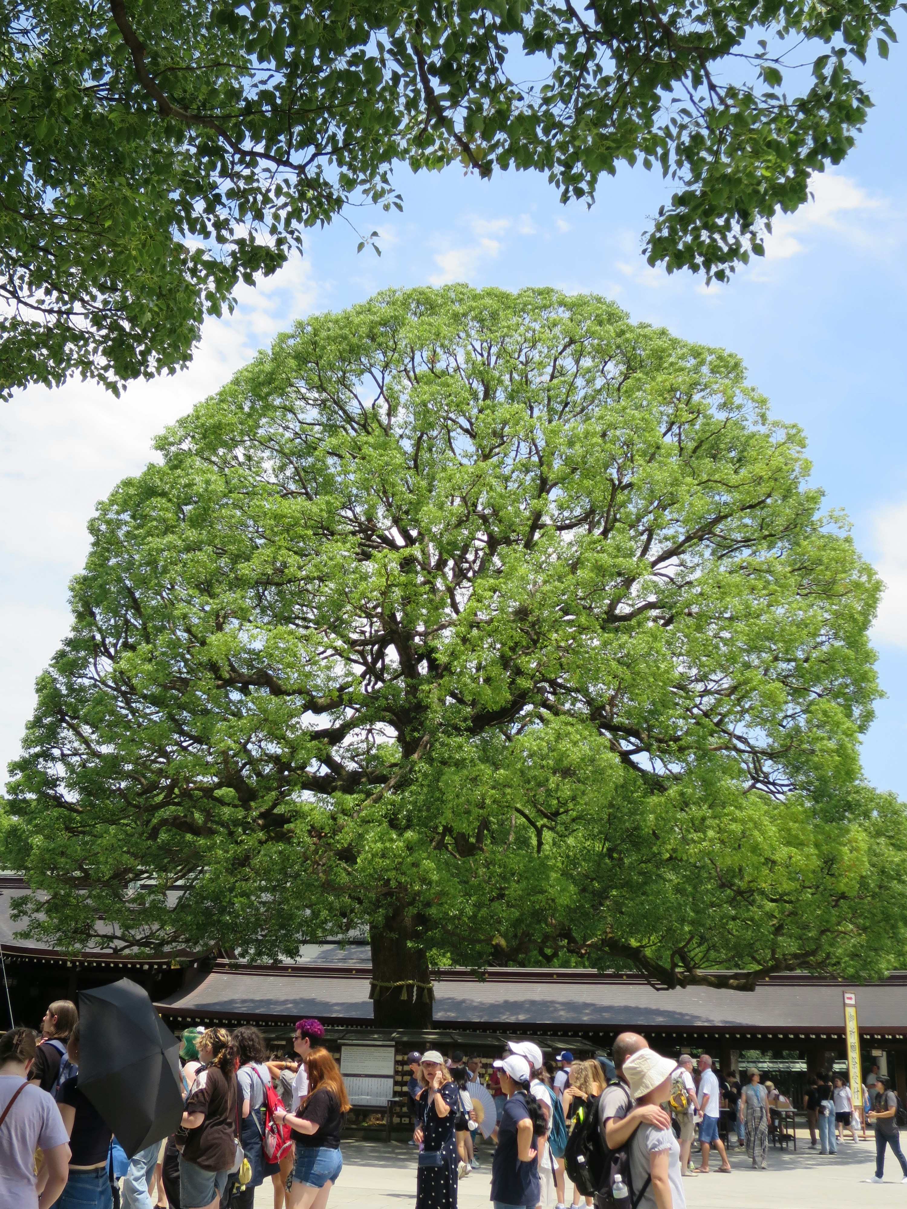 A group of people standing around a large tree photo – Free 1−1 明治神宮 ...