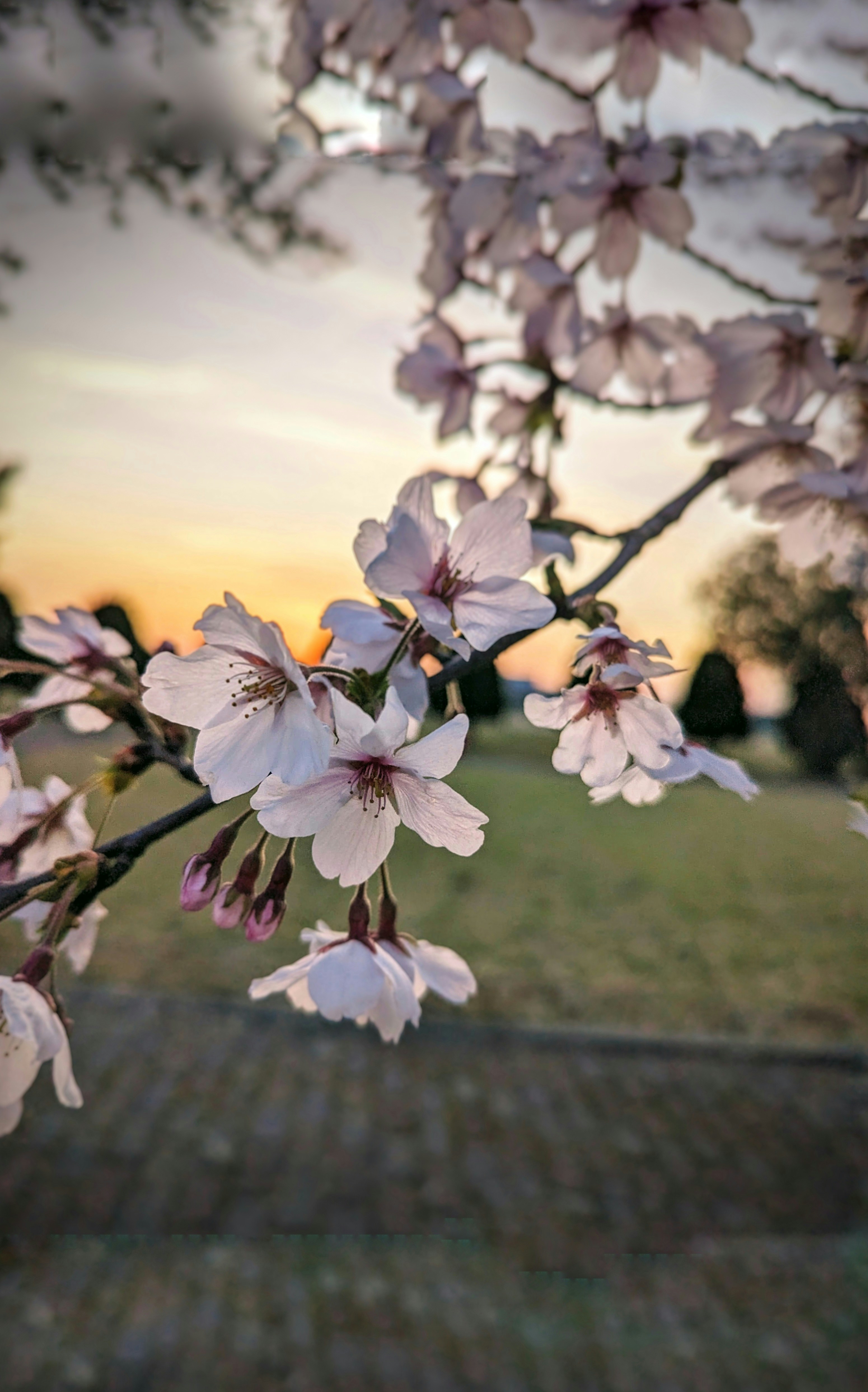 A branch of a cherry blossom tree with the sun setting in the ...