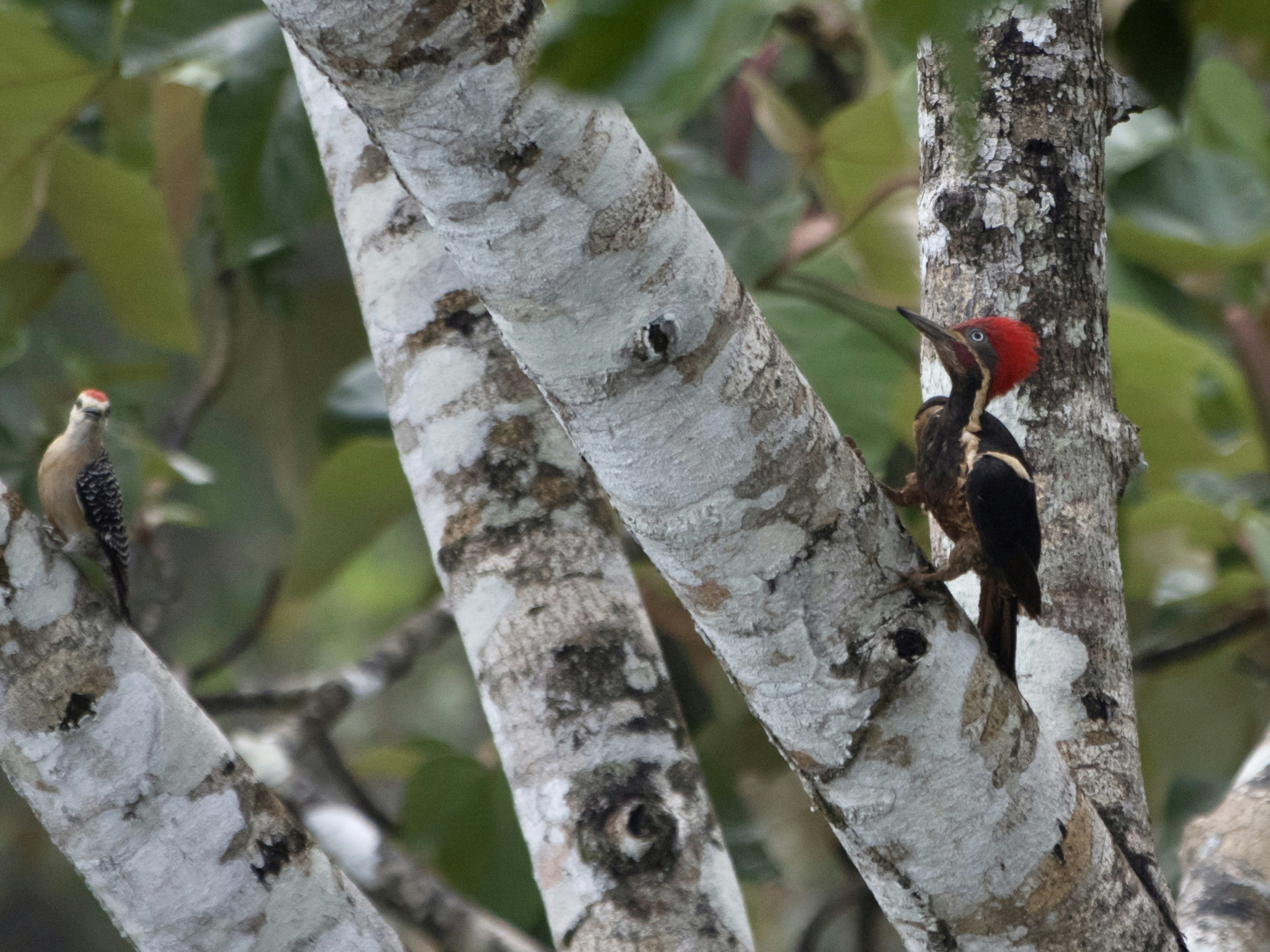 Twin Red-Capped Woodpeckers Cling to Birch Trunks in Dappled Light