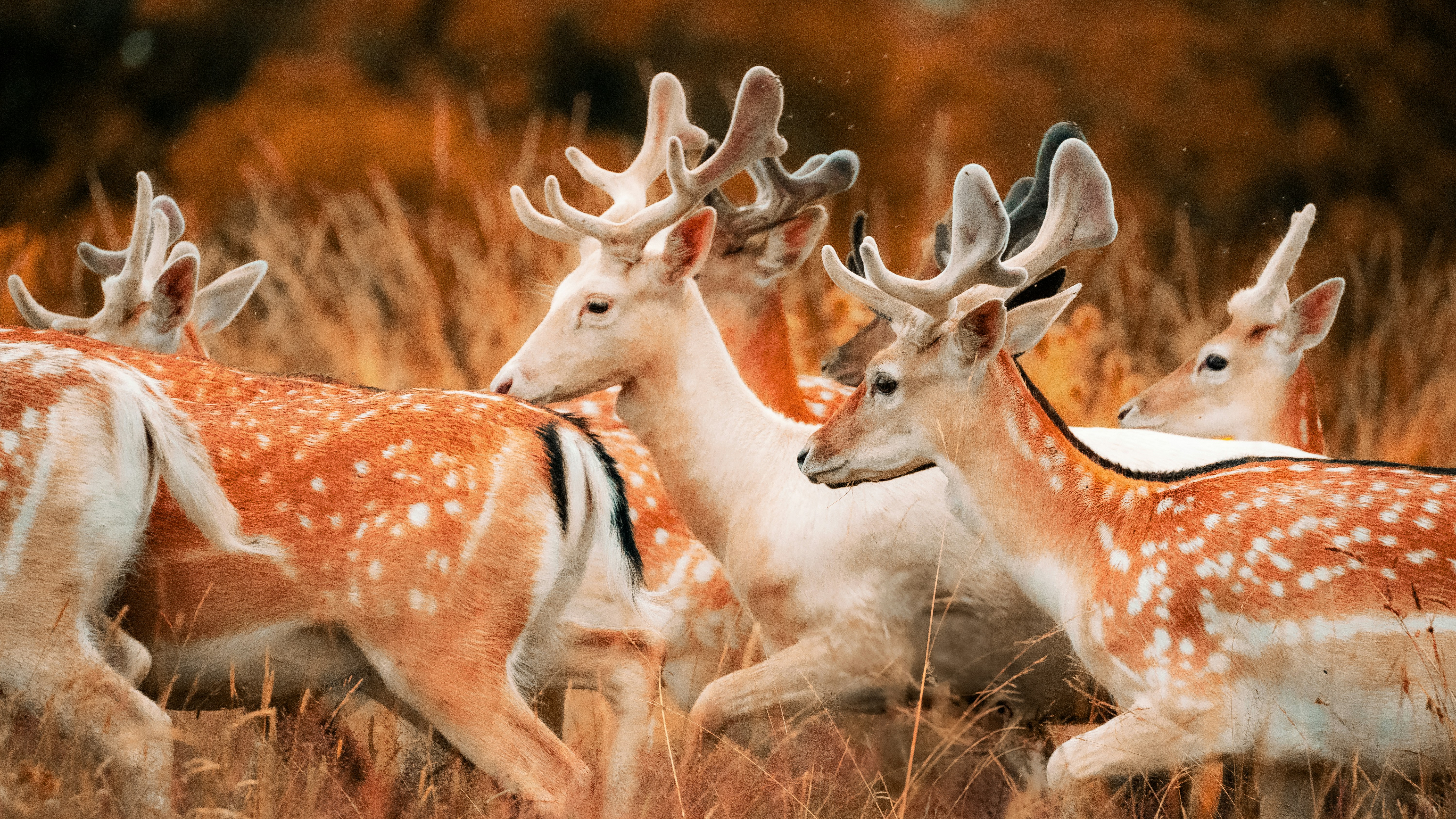 Autumn Antlers in a Sunlit Field