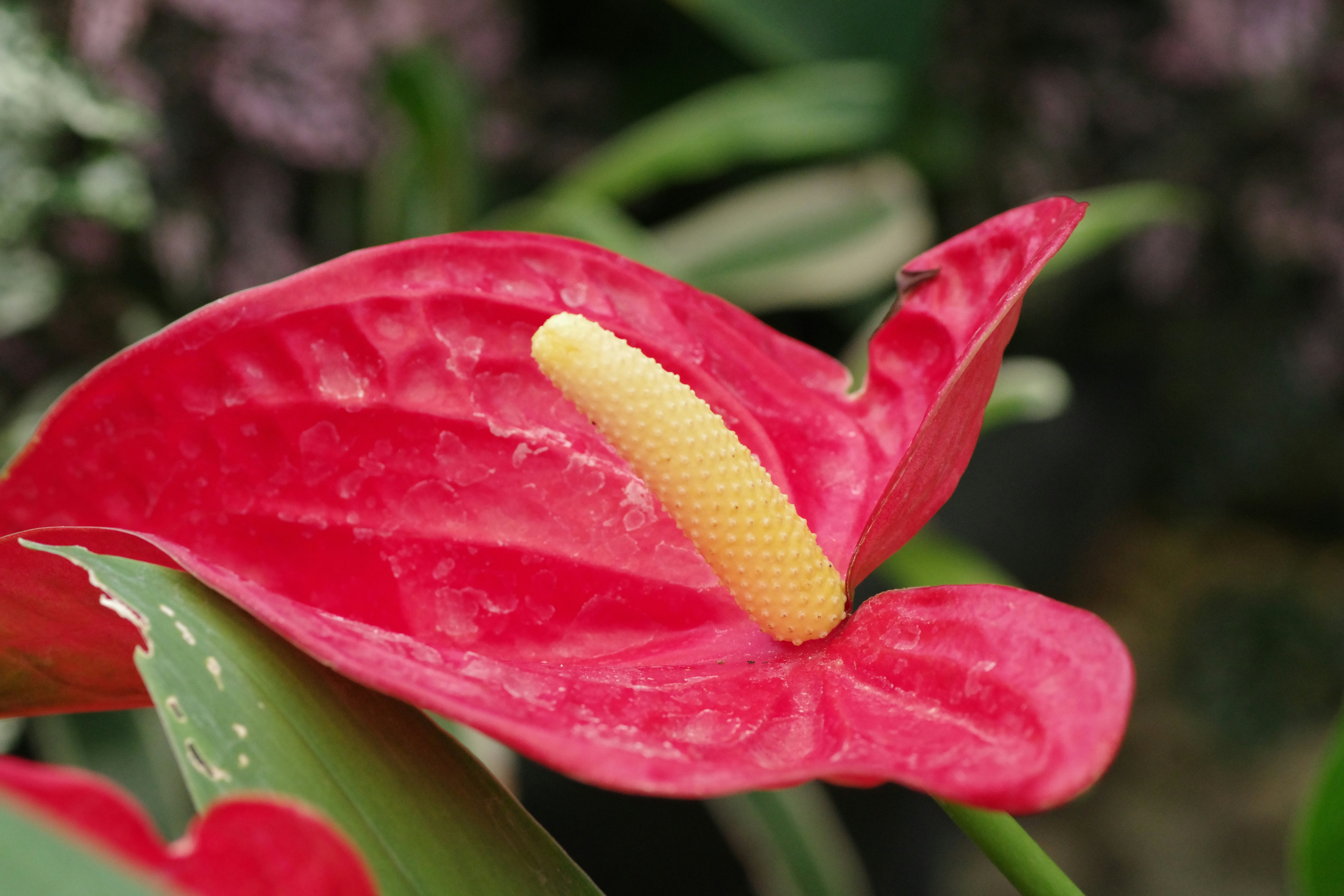 Crimson Spathe, Golden Spadix: A Close-Up Anthurium Moment