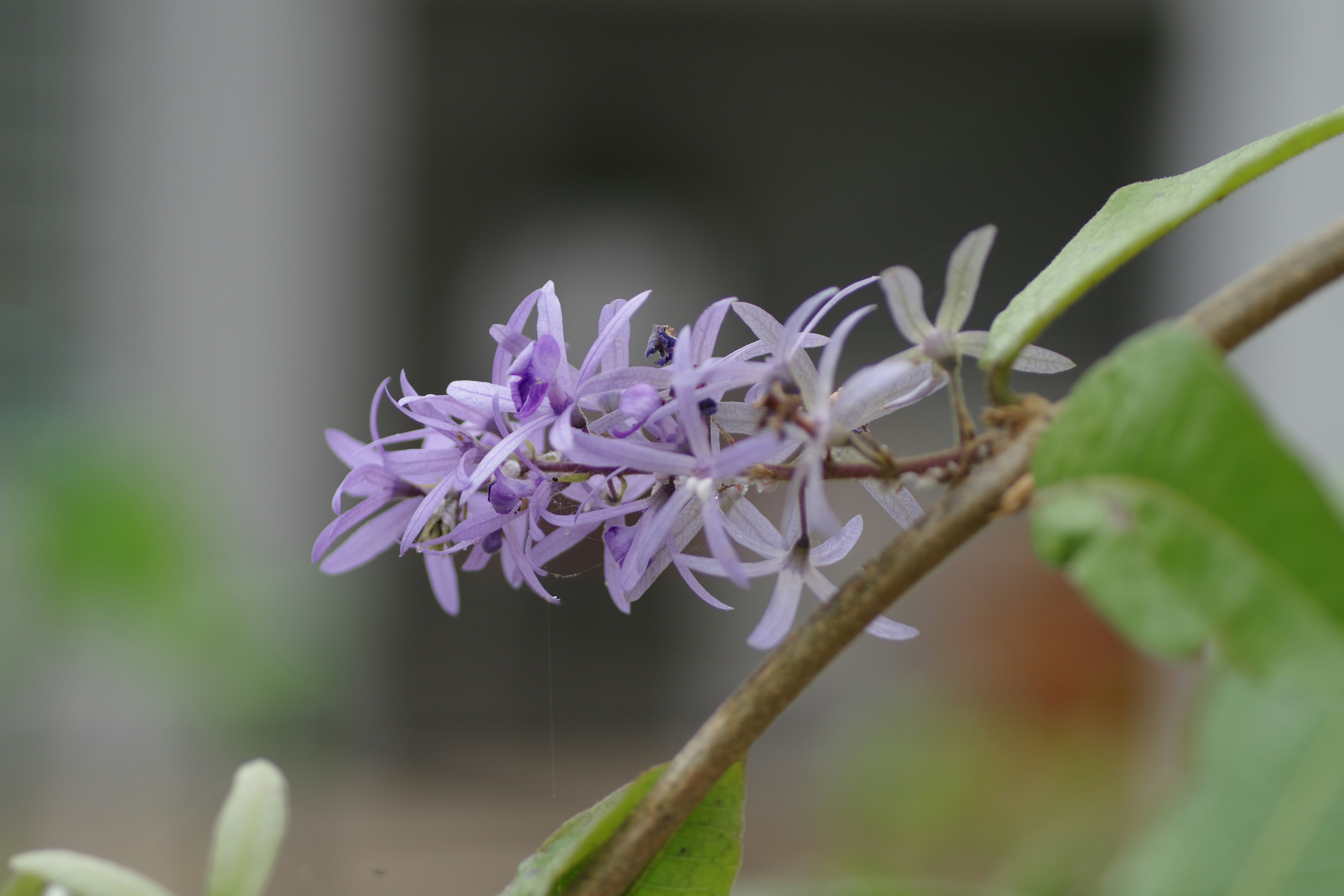 Lavender Bloom on a Quiet Twig: A Close-Up Study